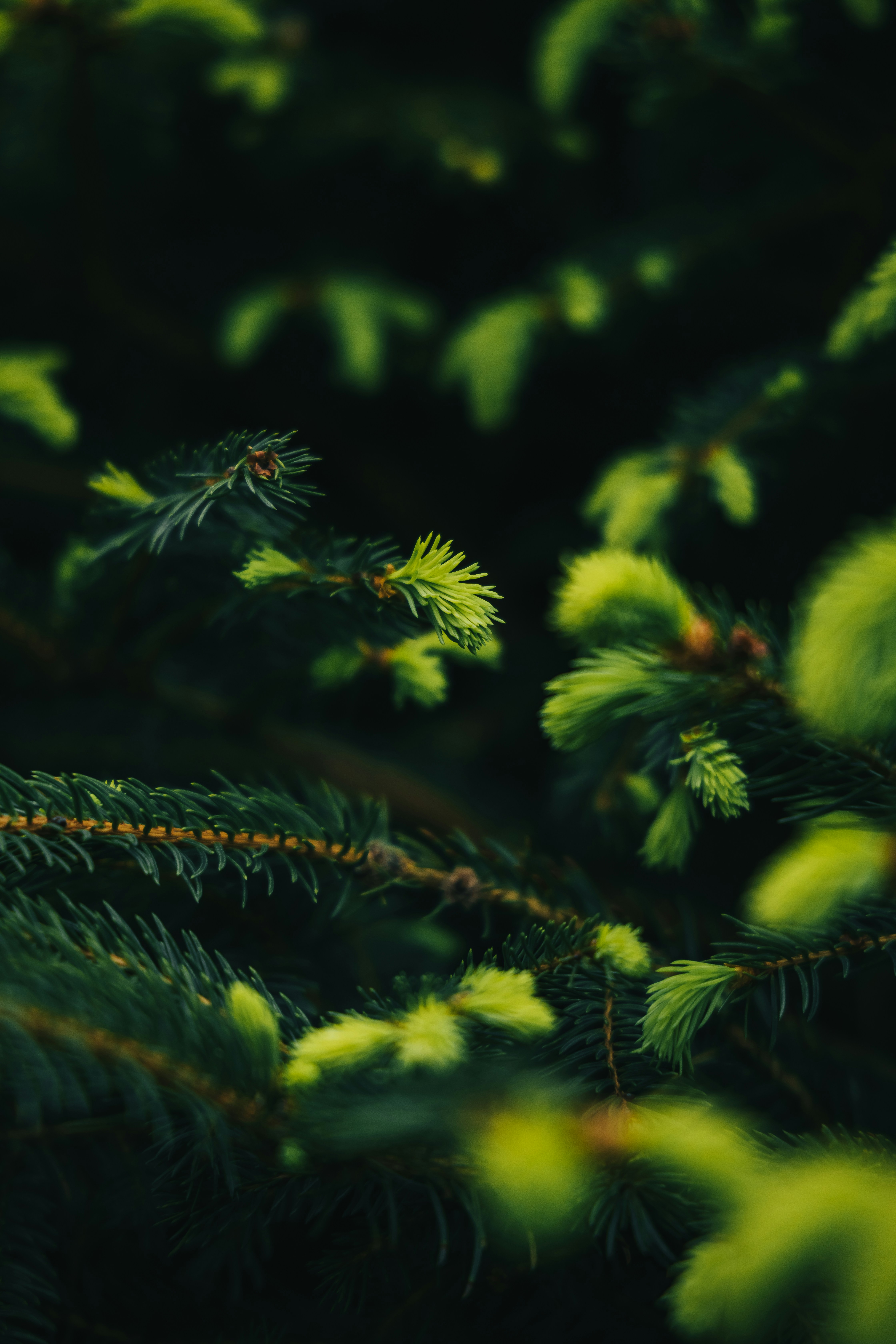 Un primer plano de la rama de un pino foto – Imagen de Pino gratuita en ...