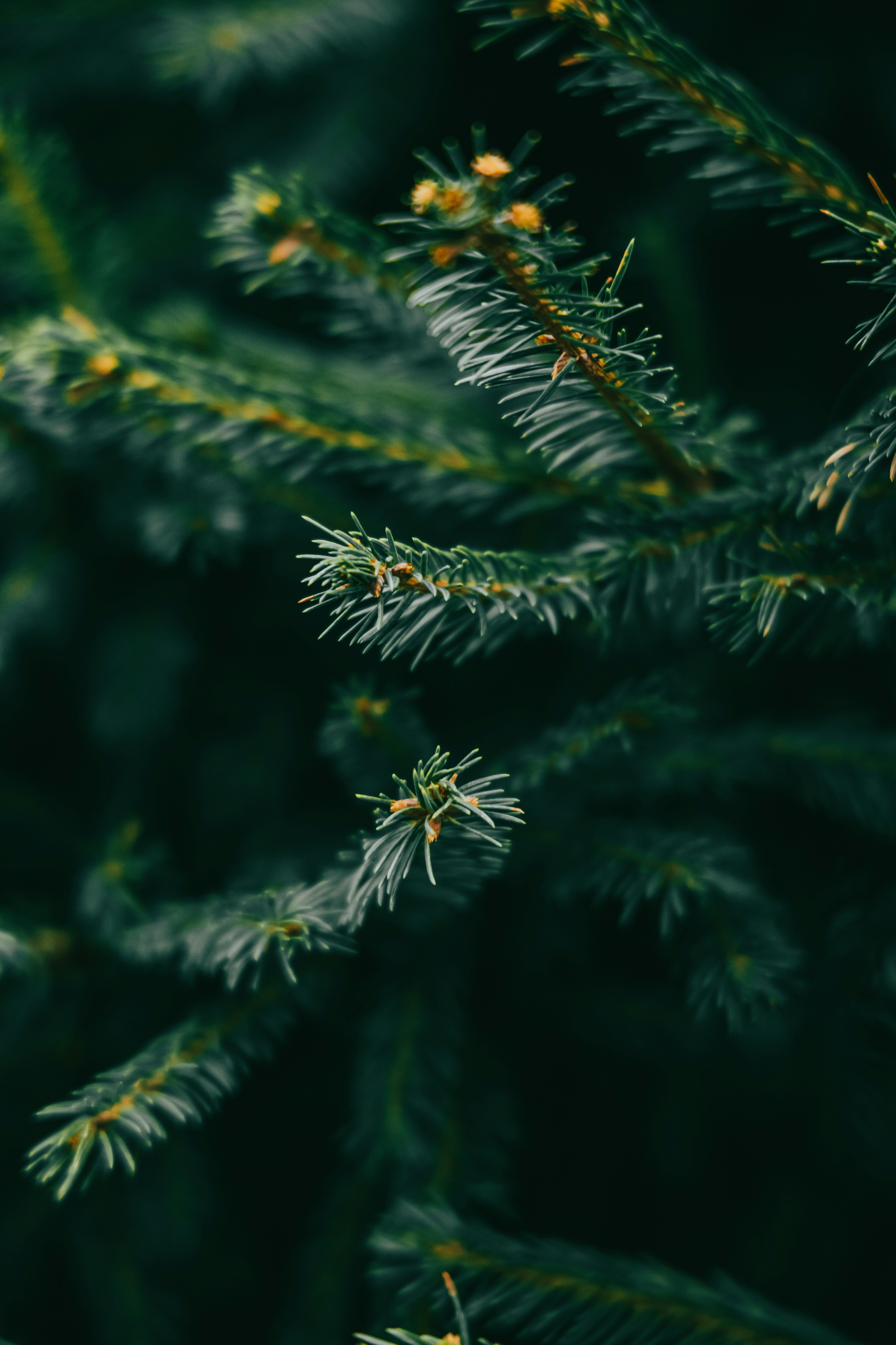 A close up of a pine tree branch photo – Free Pine Image on Unsplash