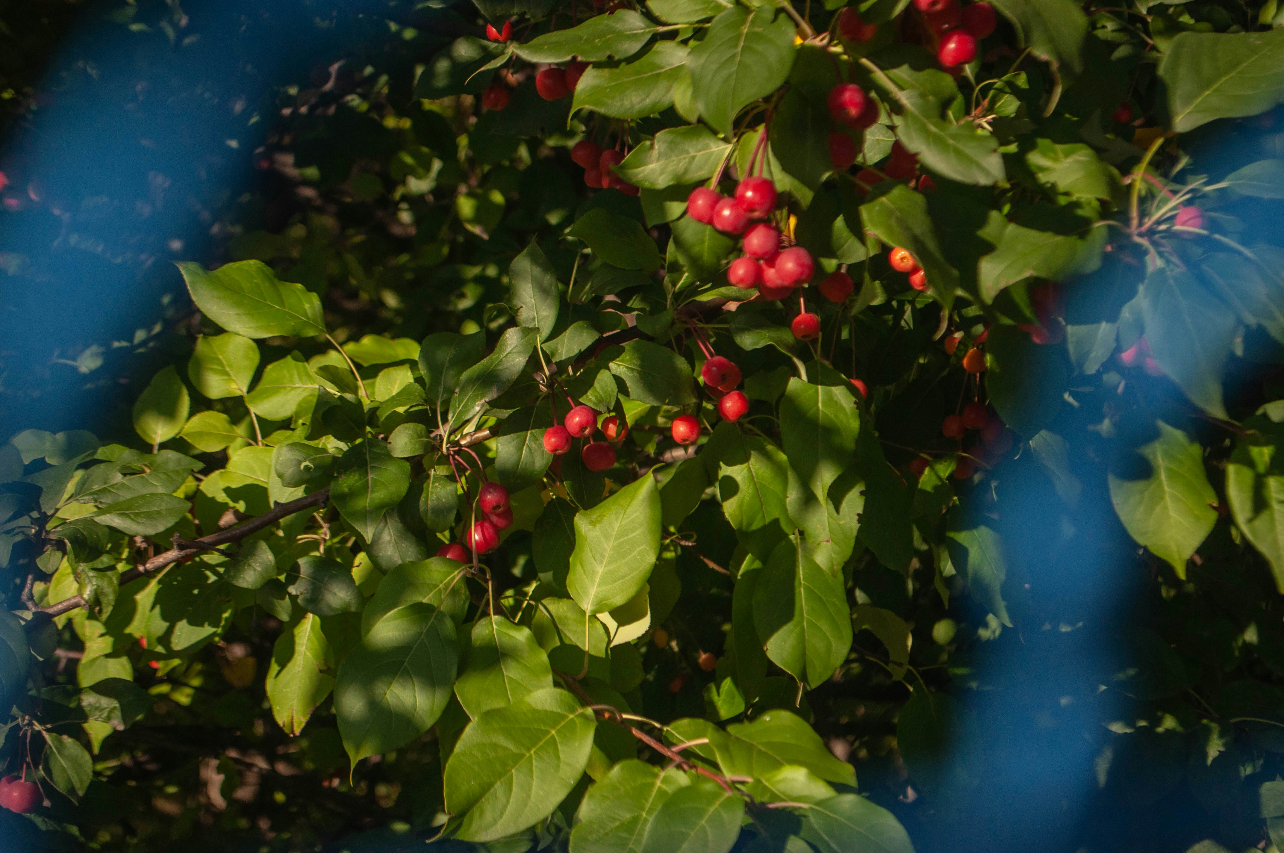 Crimson Berries in a Sunlit Green Canopy Framed by Cerulean Bokeh