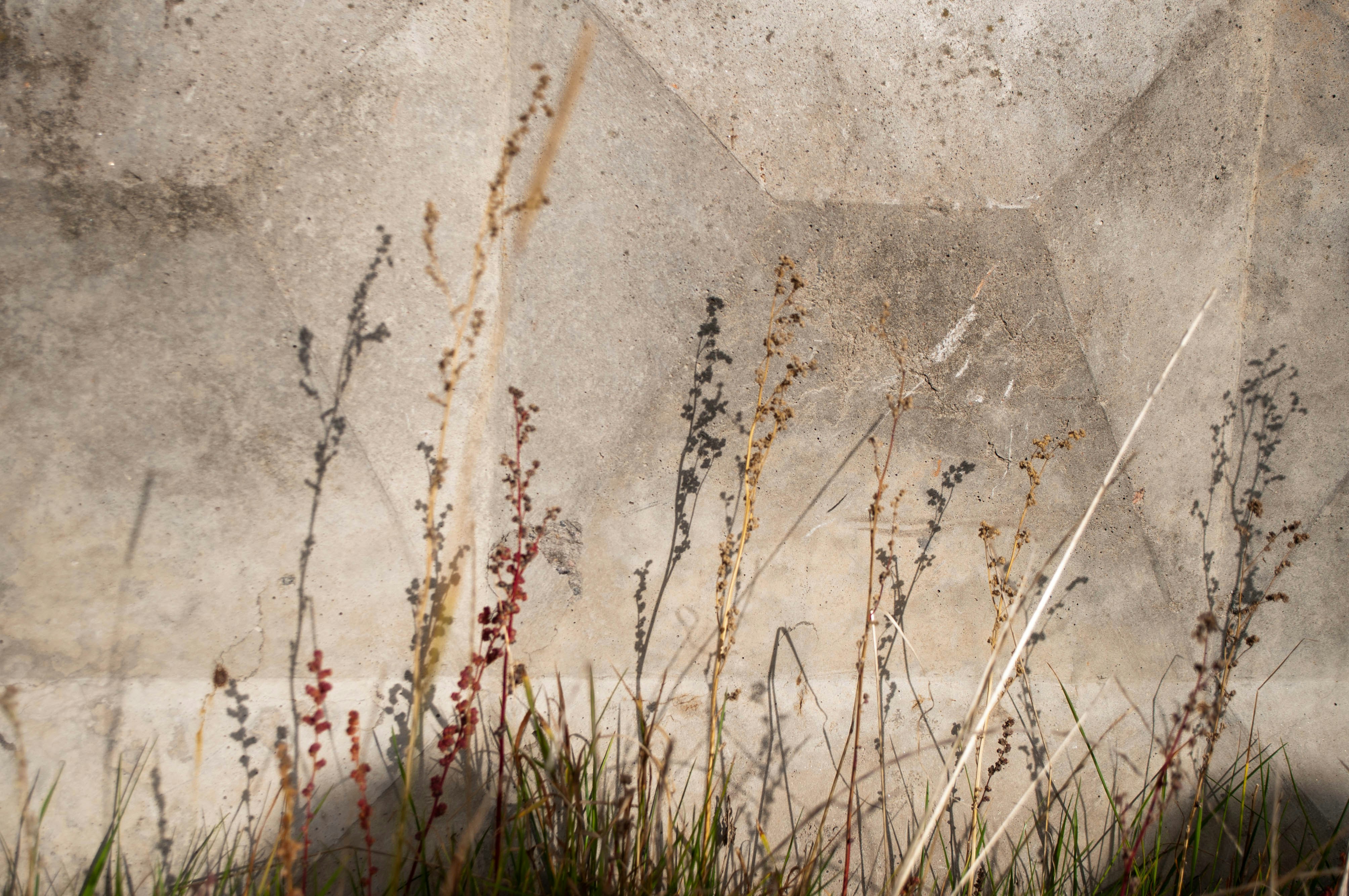 Multicolor herbs and grass on a sunny autumn day on a wall background