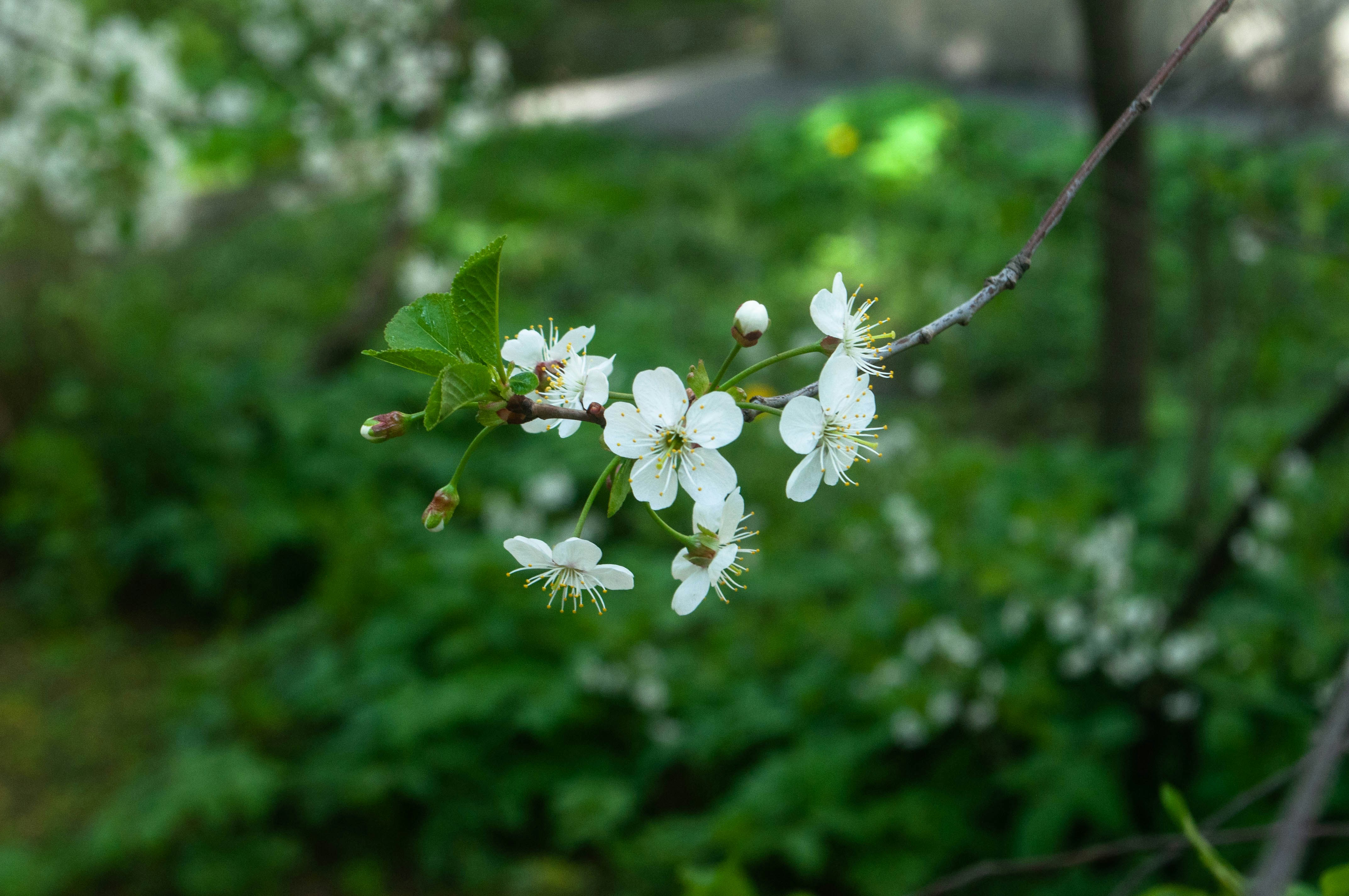 Whispering White: Cherry Blossoms in a Verdant Blur