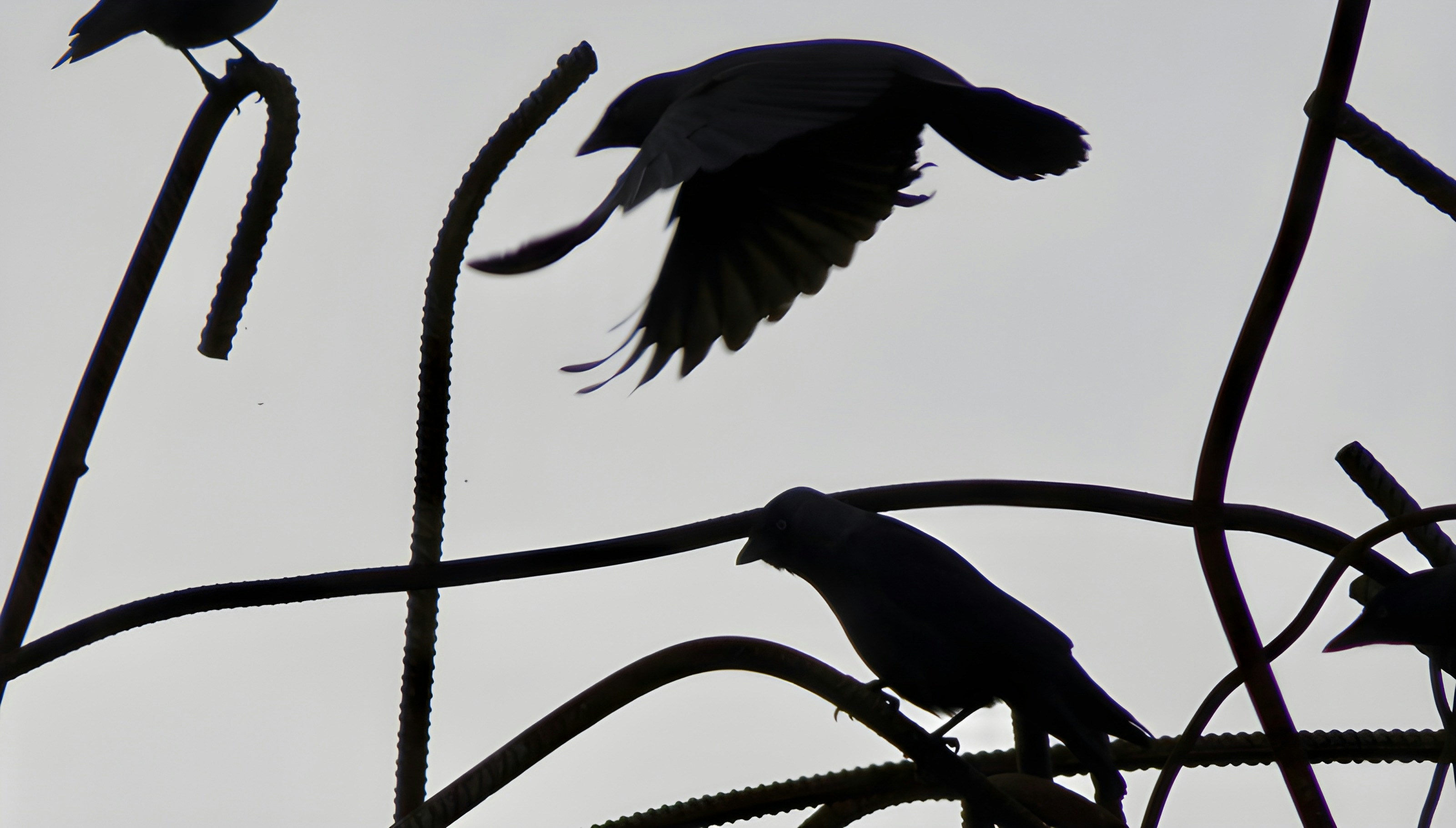 Silhouetted crows perched and flying among twisted metal rods against a bright sky.