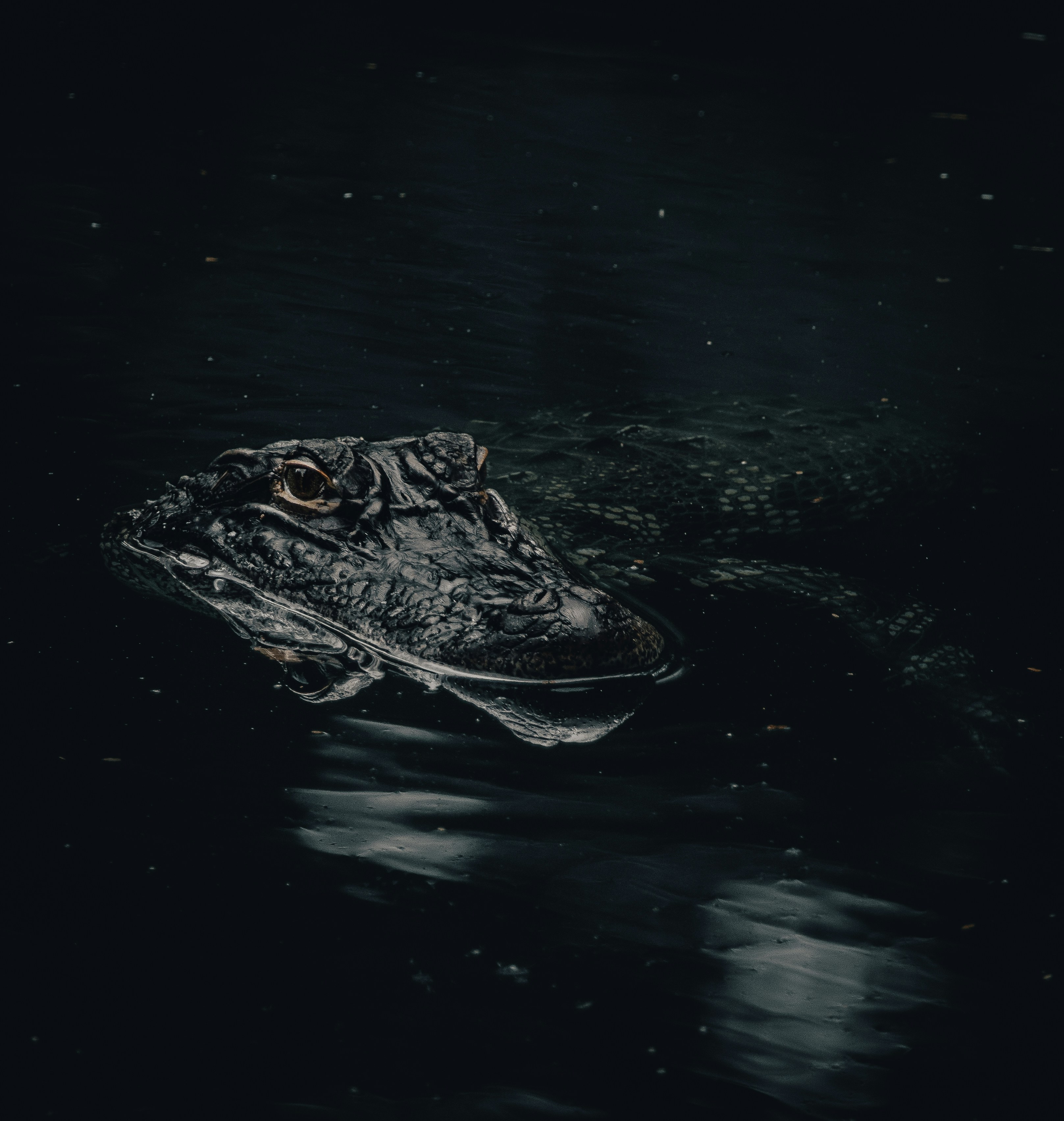 Silent Sentinel of the Swamp