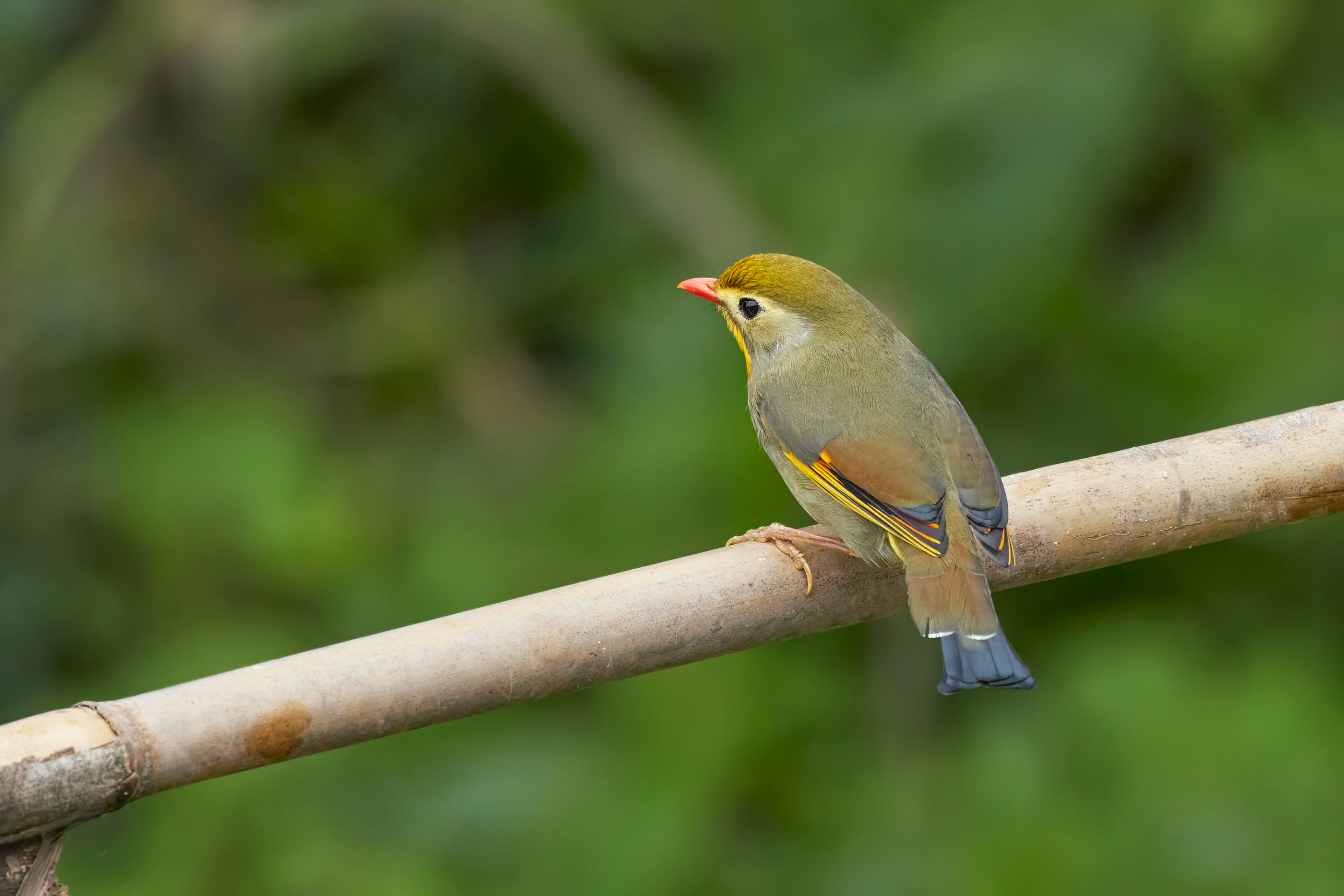 Foto Un pequeño pájaro encaramado encima de un palo de madera – Imagen ...