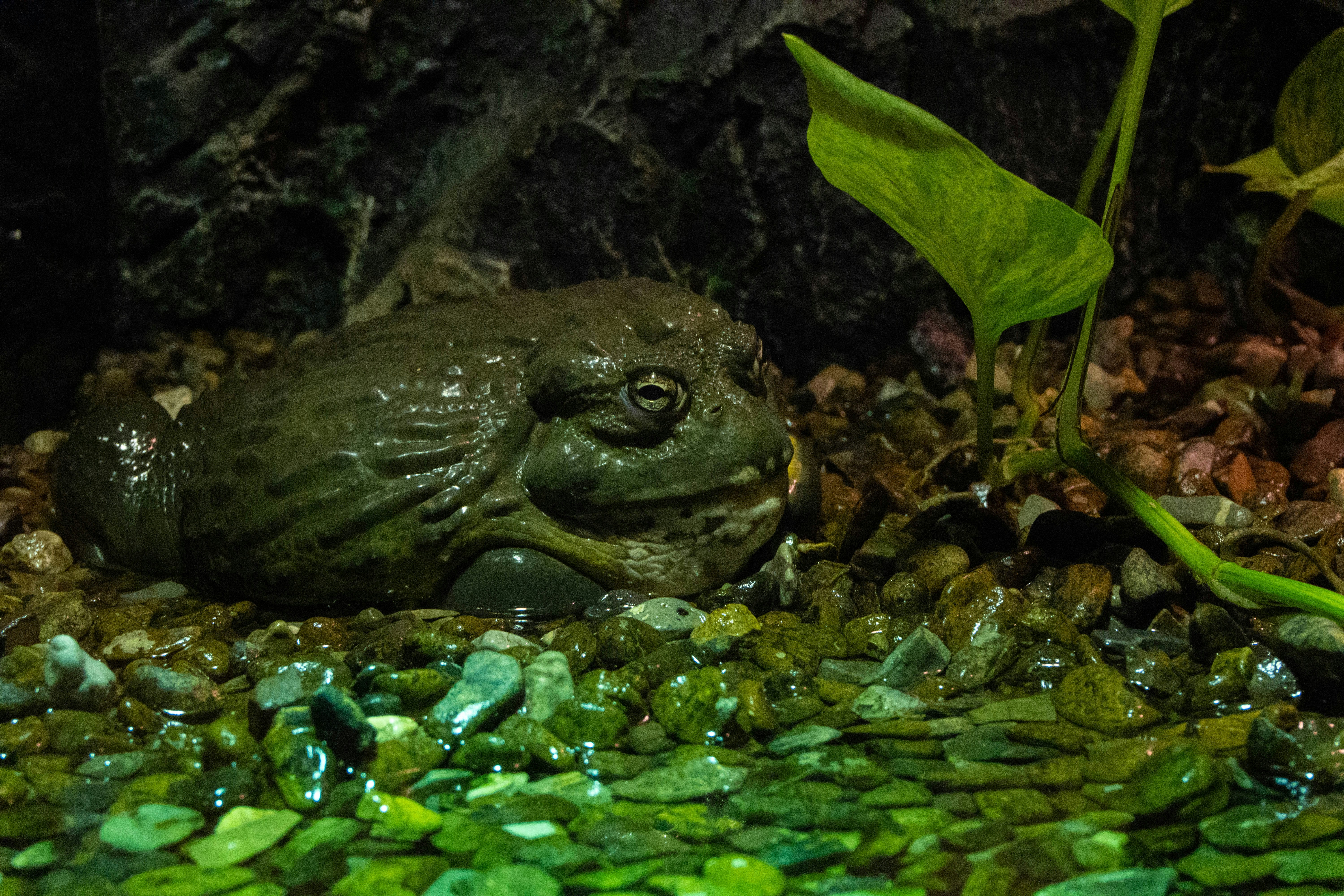 African Bullfrog sitting