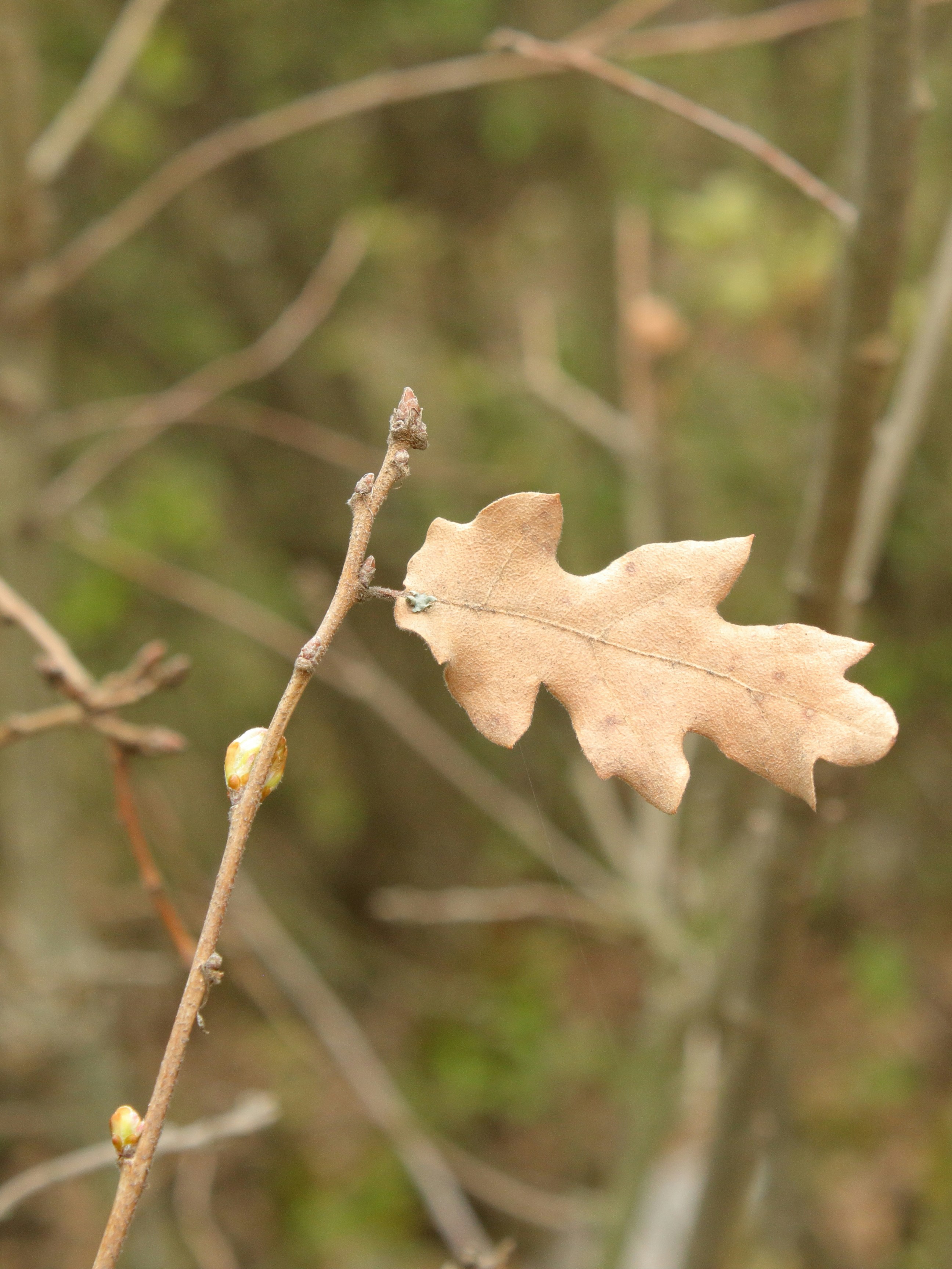 Lone Oak Leaf on a Slim Twig Against a Quiet Woodland Blur