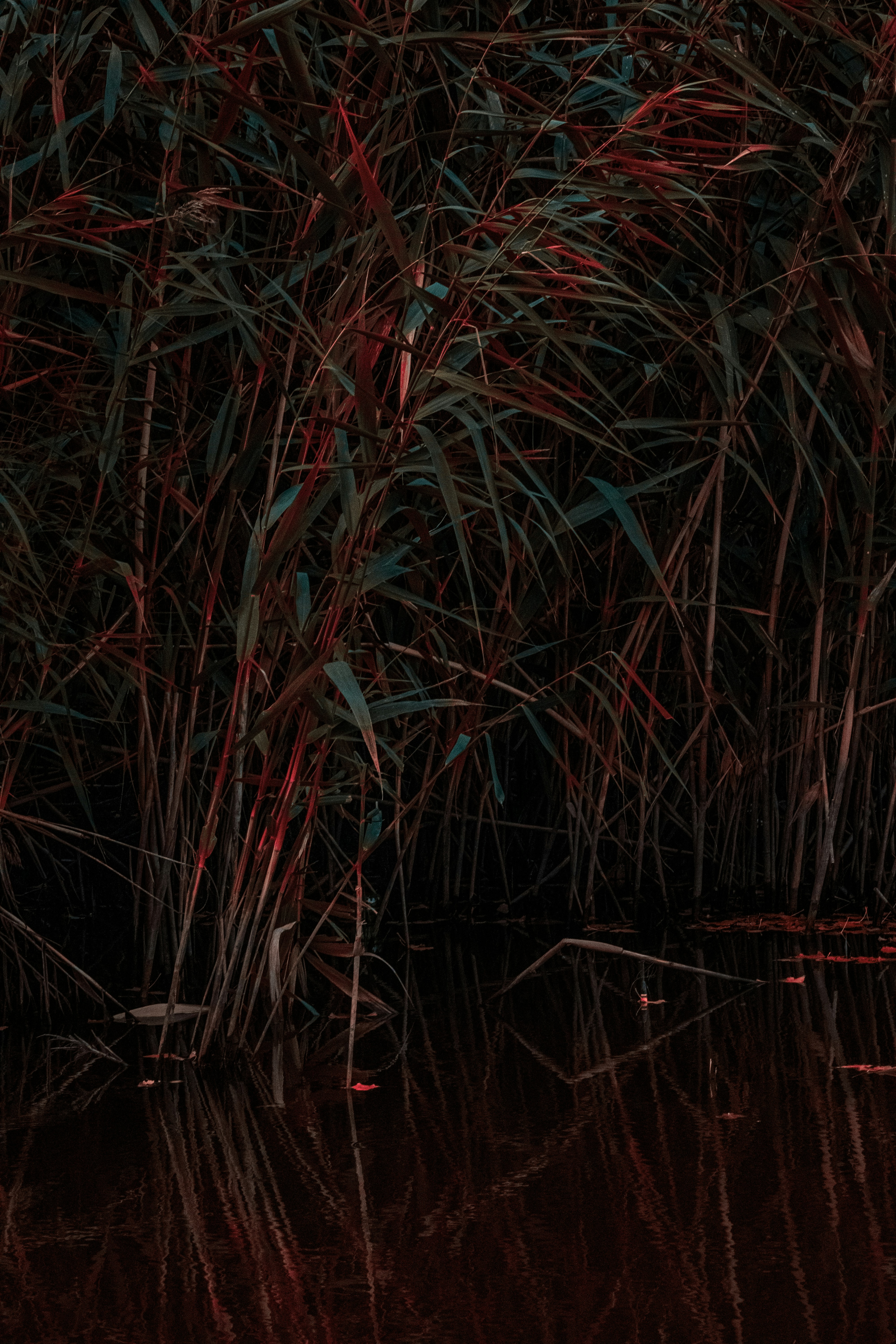 Red-tinted Reeds at the Water's Edge
