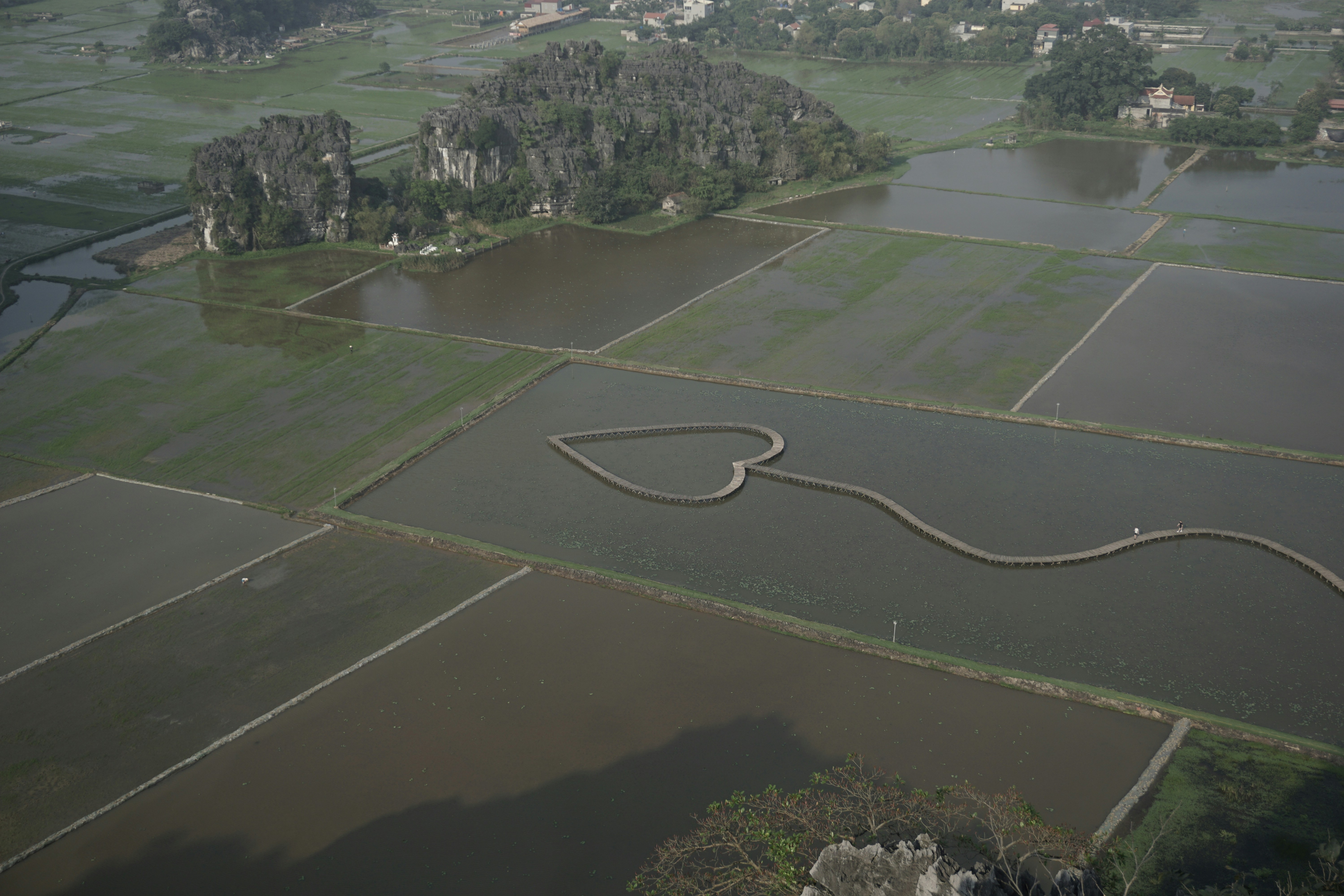 Heart in the Fields: An Aerial Meander Through Rice Paddies