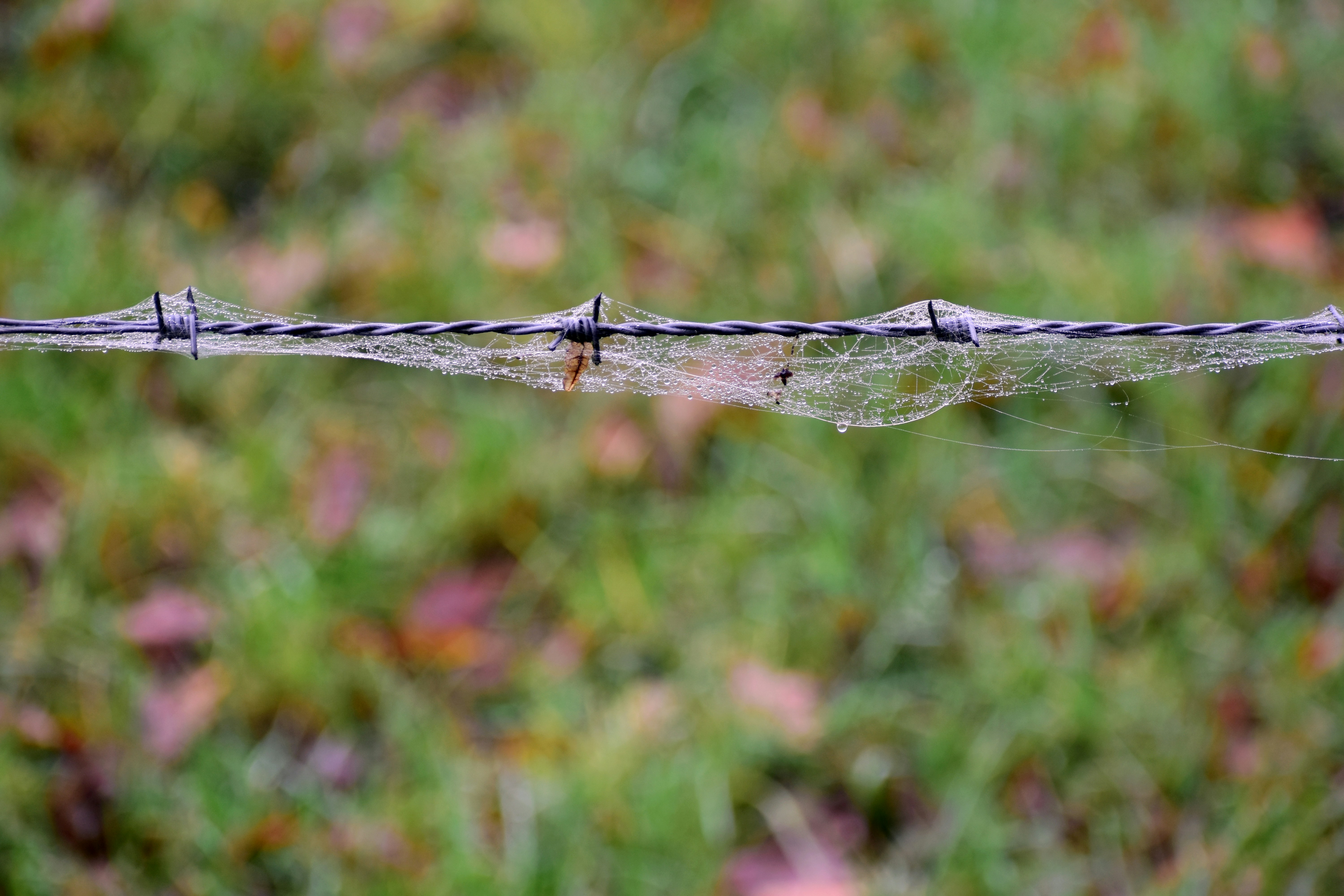 Gossamer Between Steel: a Morning Web on Weathered Barbed Wire