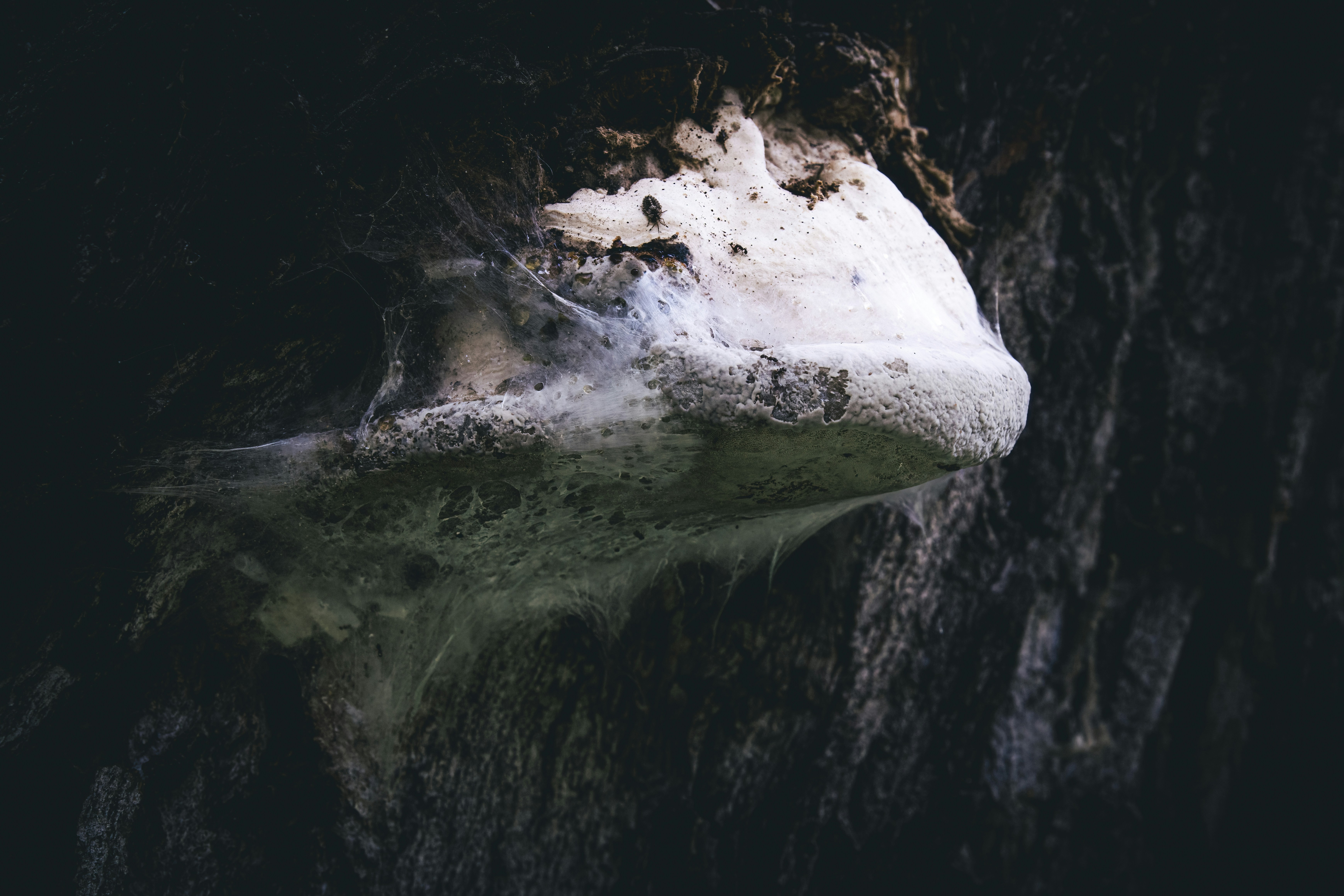 Moonlit Crest Emerging from a Cavern Wall