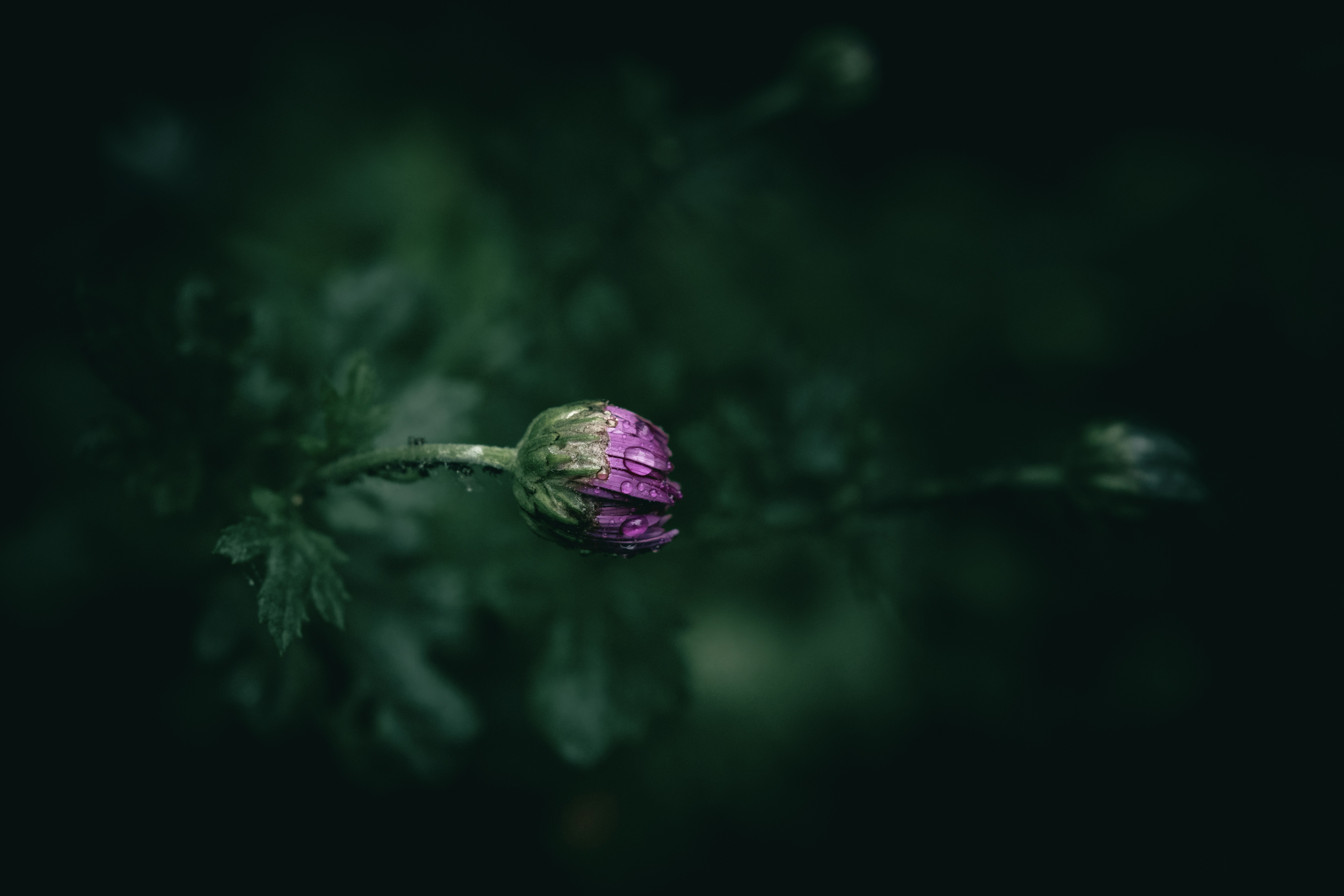 Crimson Petal in a Velvet Greenscape