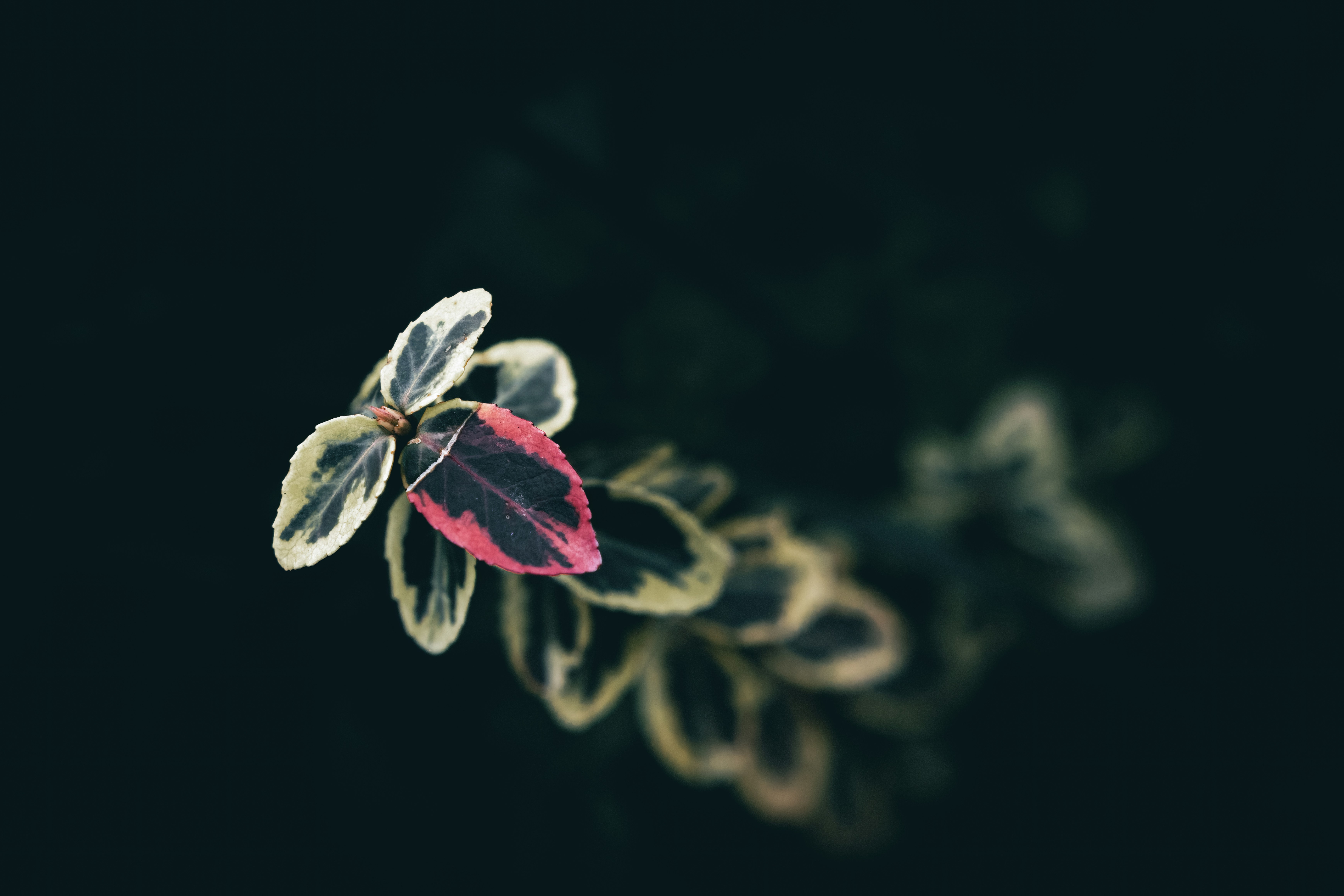 Crimson Heart at Dusk: Frosted Edges of a Velvet Leaf