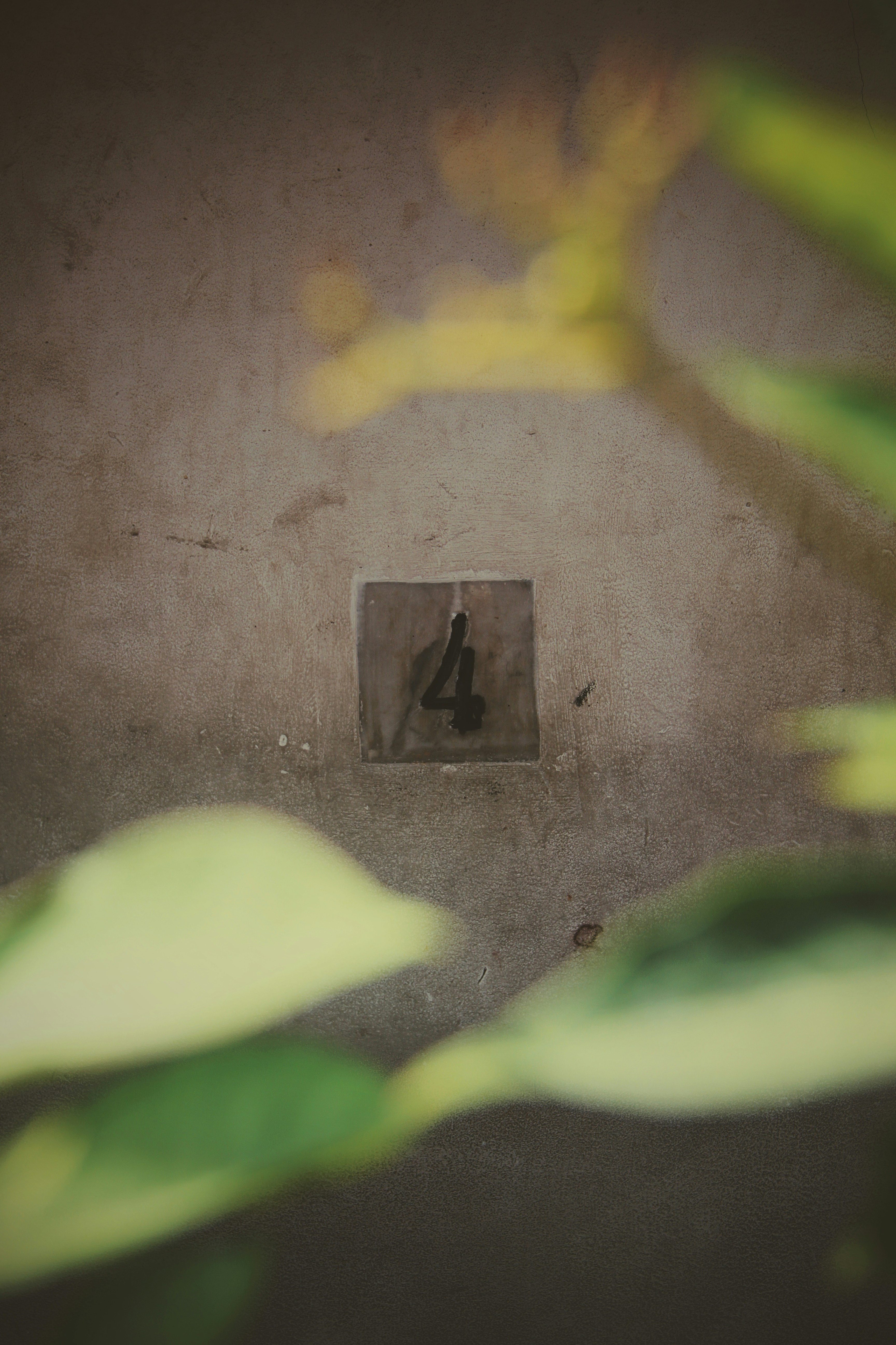Four on the Weathered Wall: A Quiet Sign Framed by Foliage