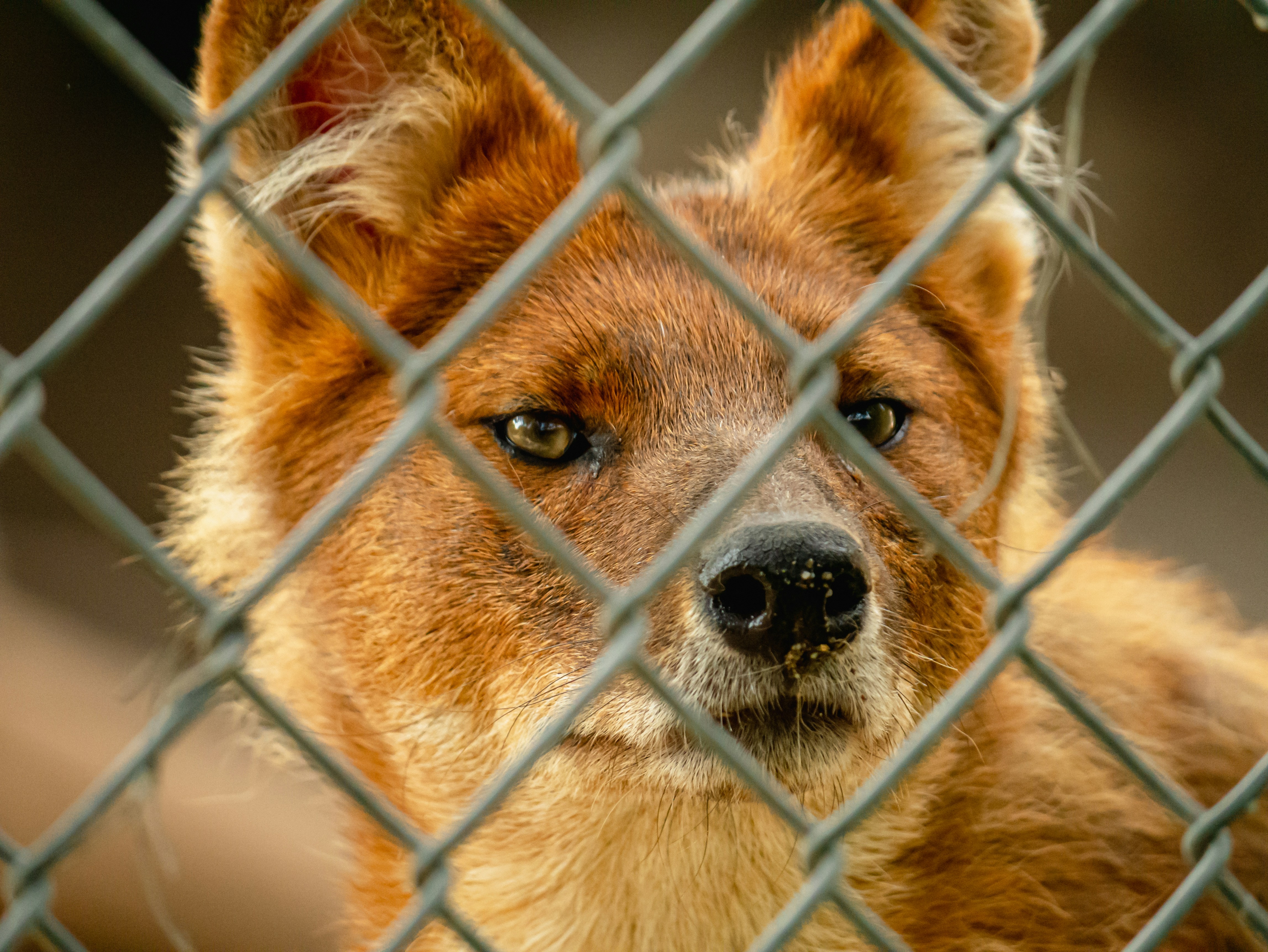 A close up of a dog behind a fence photo – Free Animal Image on Unsplash