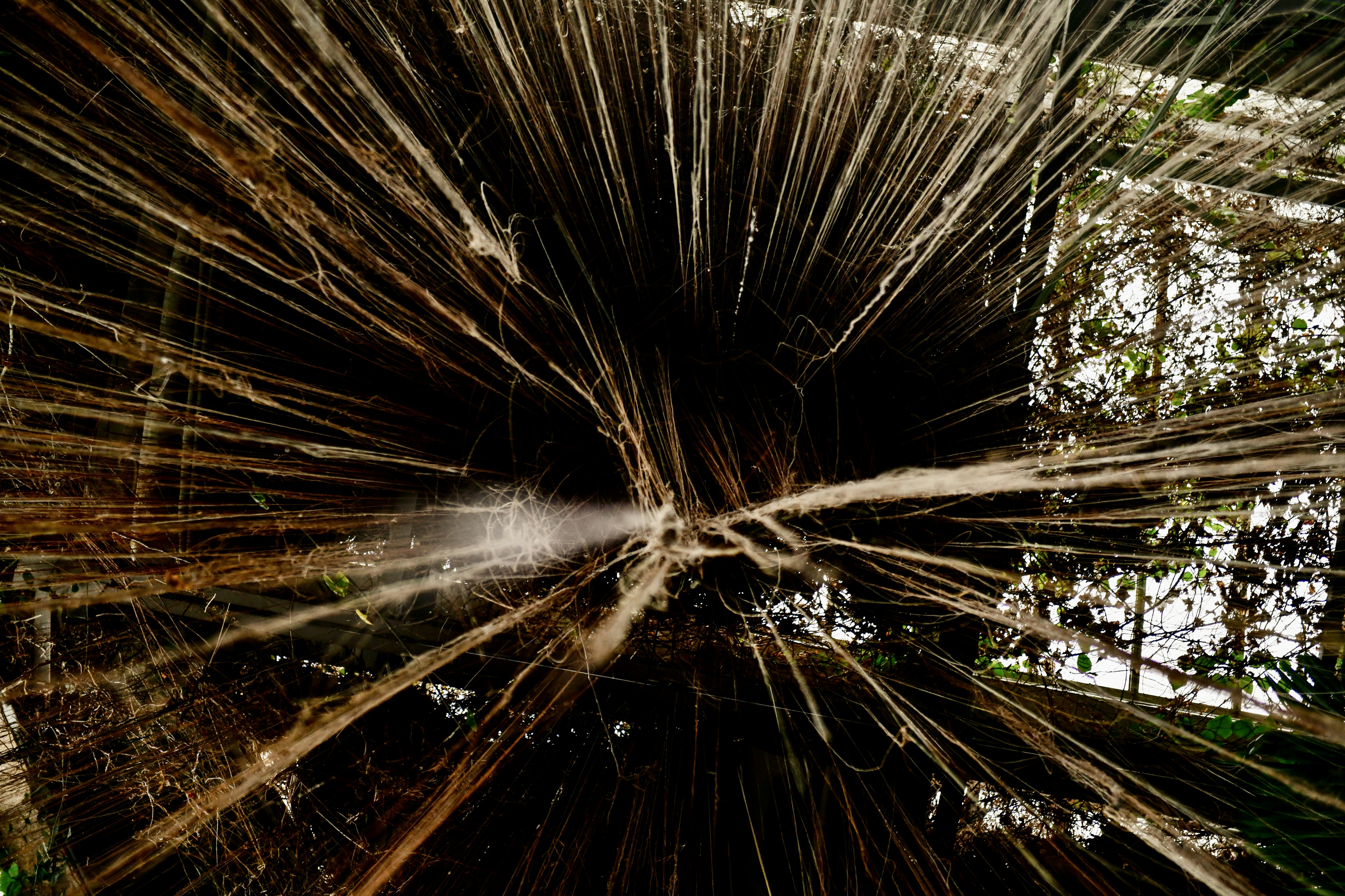 A view of the inside of a tree from the ground photo – Free Nature ...