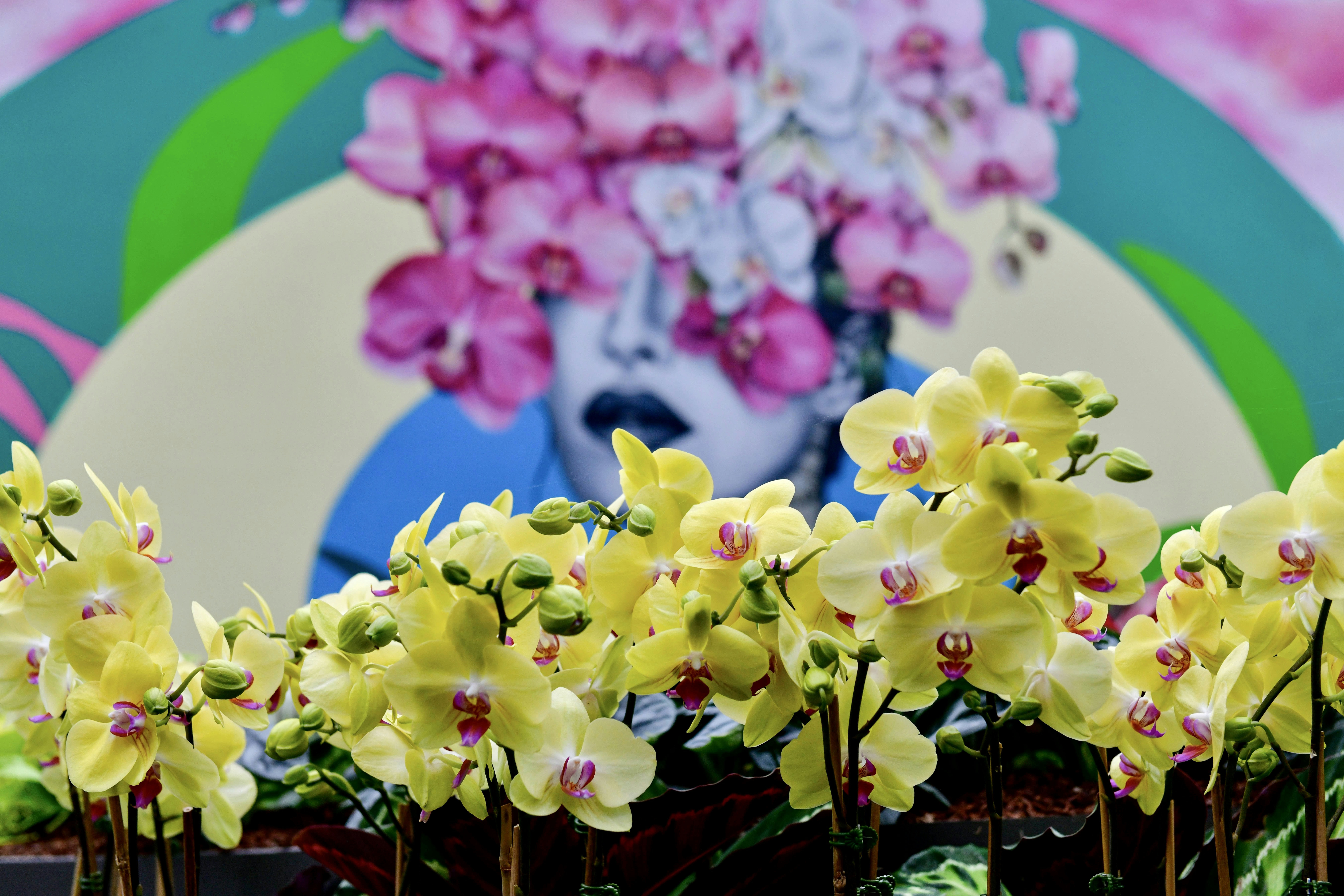 A group of yellow orchids in front of a painting photo – Free Orchid ...