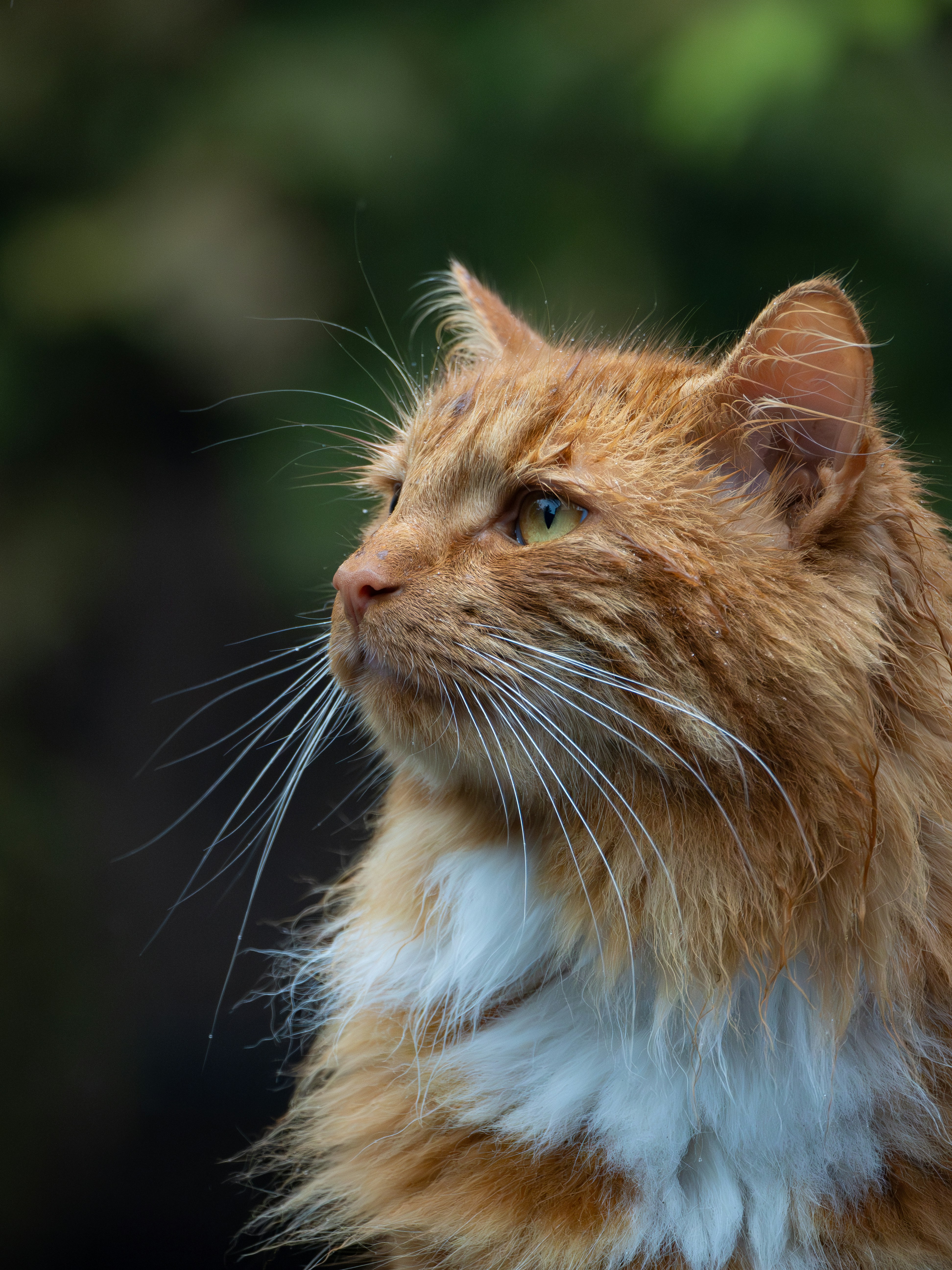 Whiskered Gaze: Profile Portrait of a Ginger Cat in Velvet-Green Bokeh
