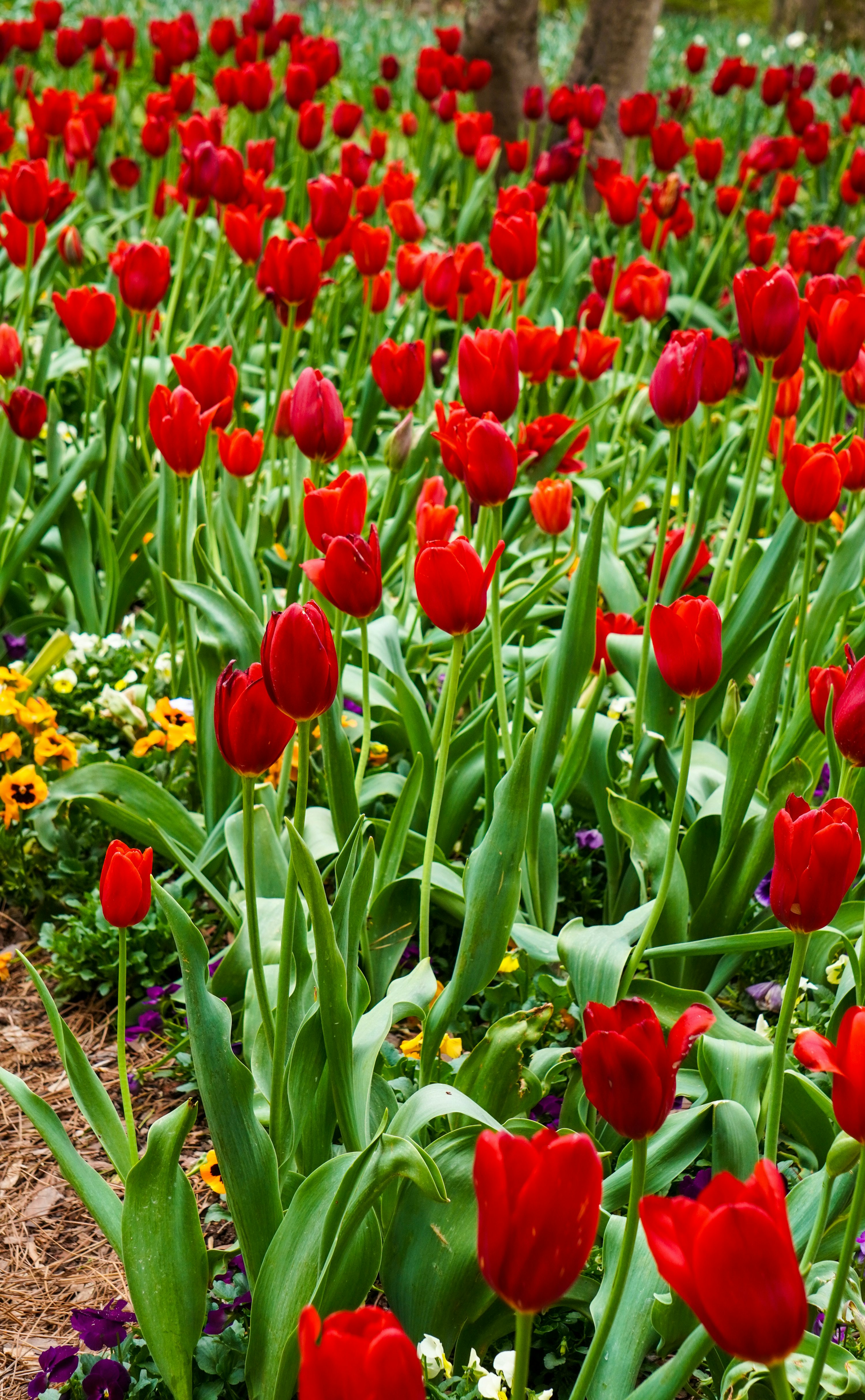Un champ plein de fleurs rouges et jaunes photo – Image gratuite de ... Un champ plein de fleurs rouges et jaunes photo – Image gratuite de ...