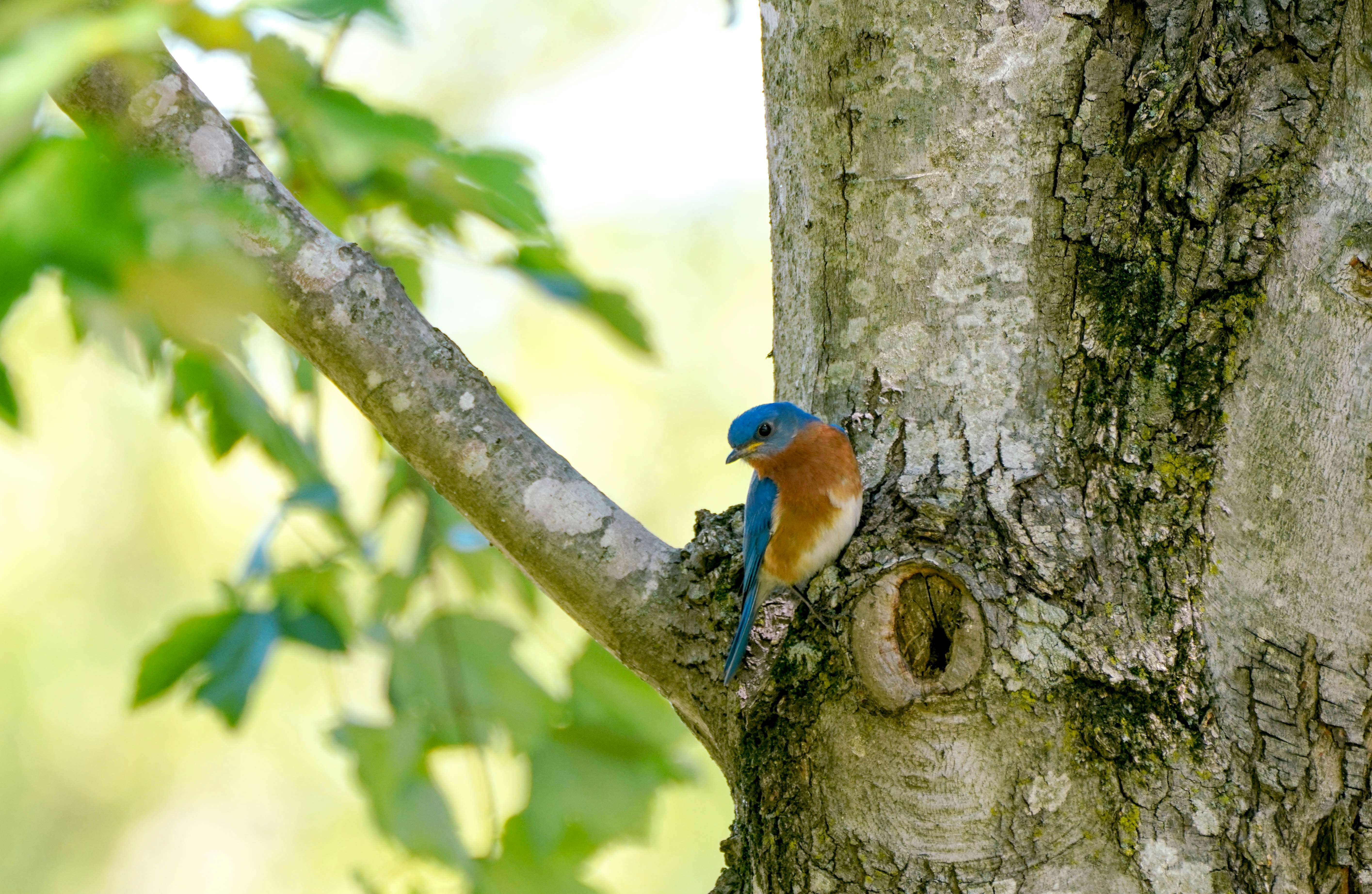 A small blue bird perched on the side of a tree photo – Free Summer ...