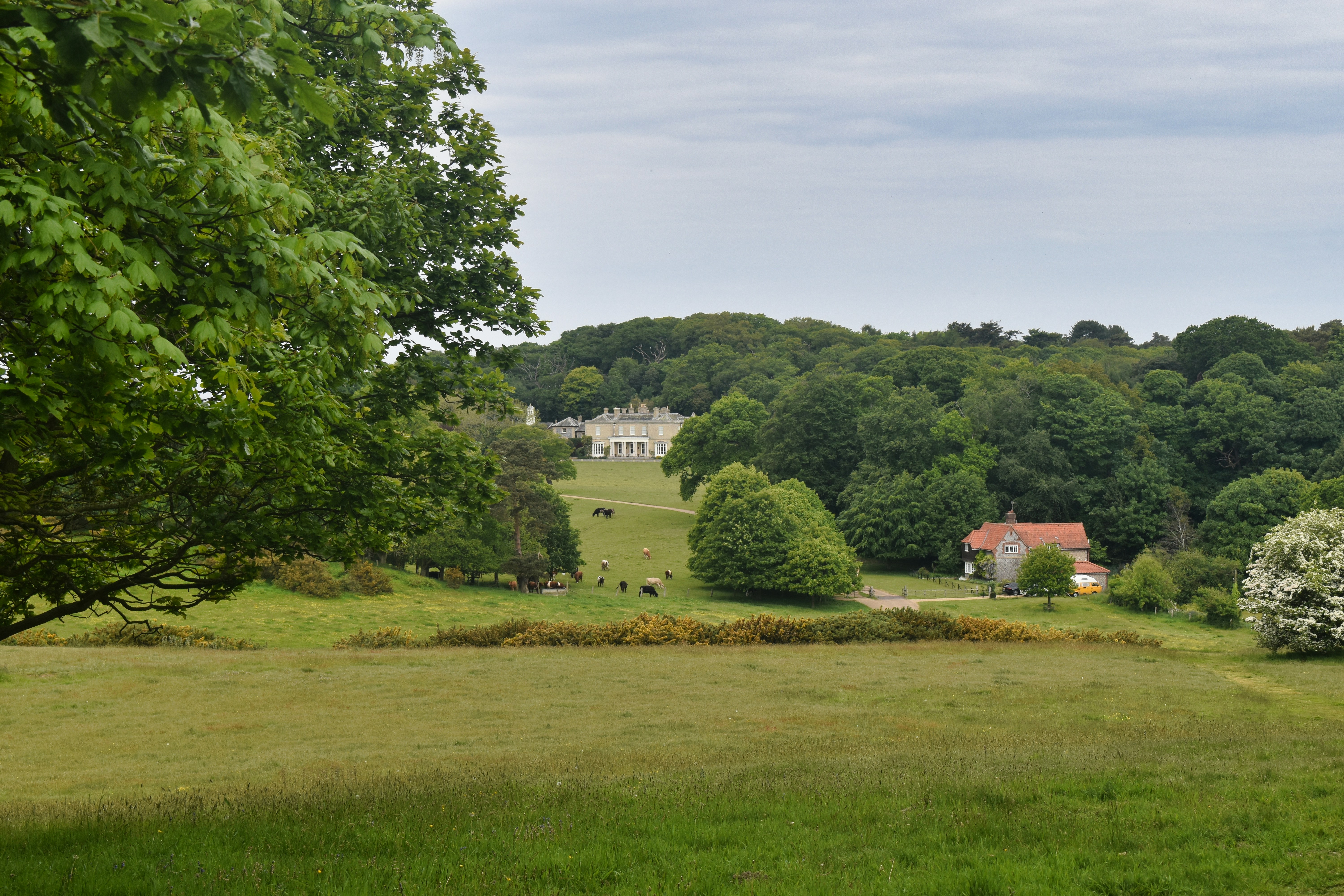 Green Valley Manor: A Quiet Panorama of Meadow, Trees, and a Distant Estate