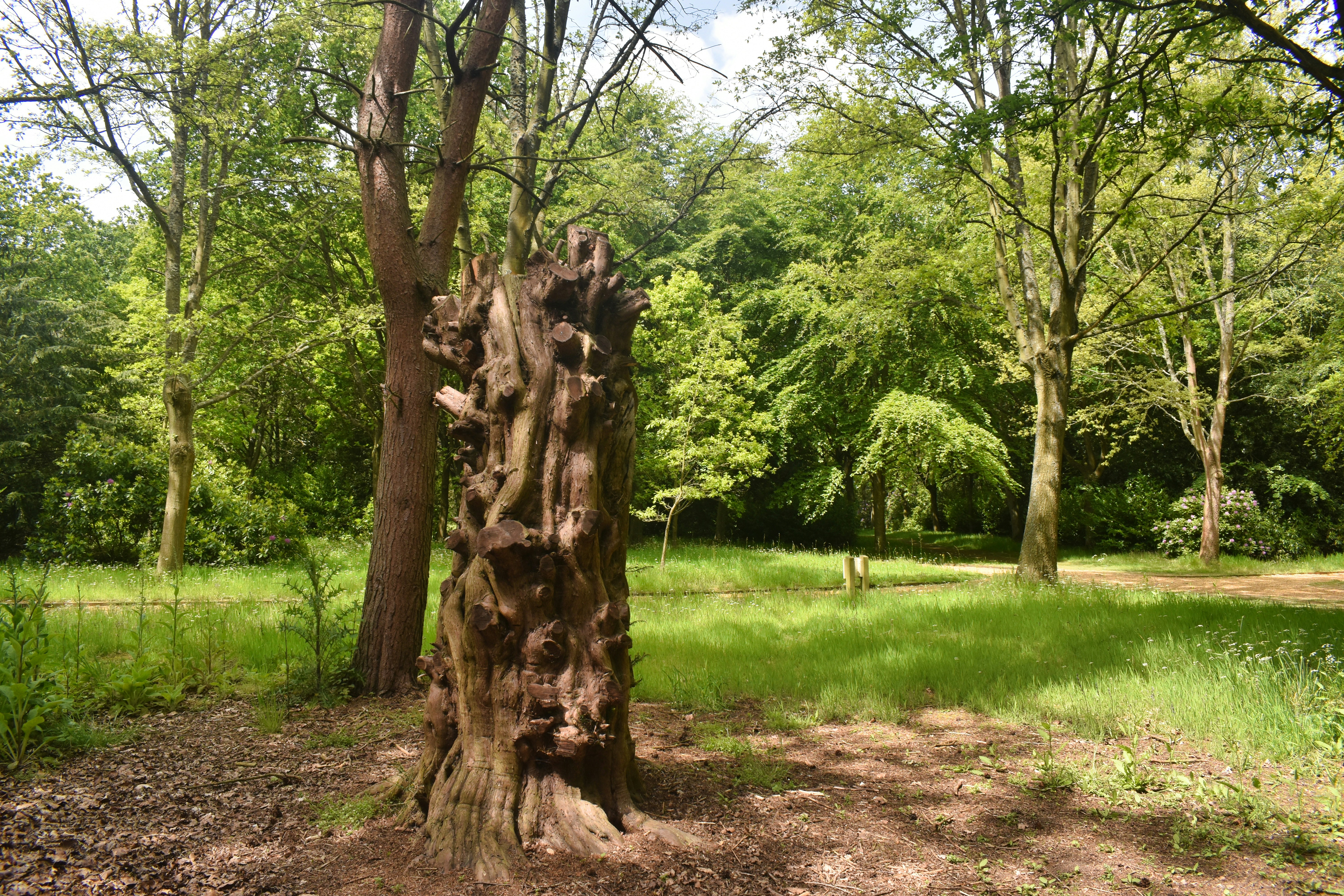 Gnarled Guardian in a Sunlit Park