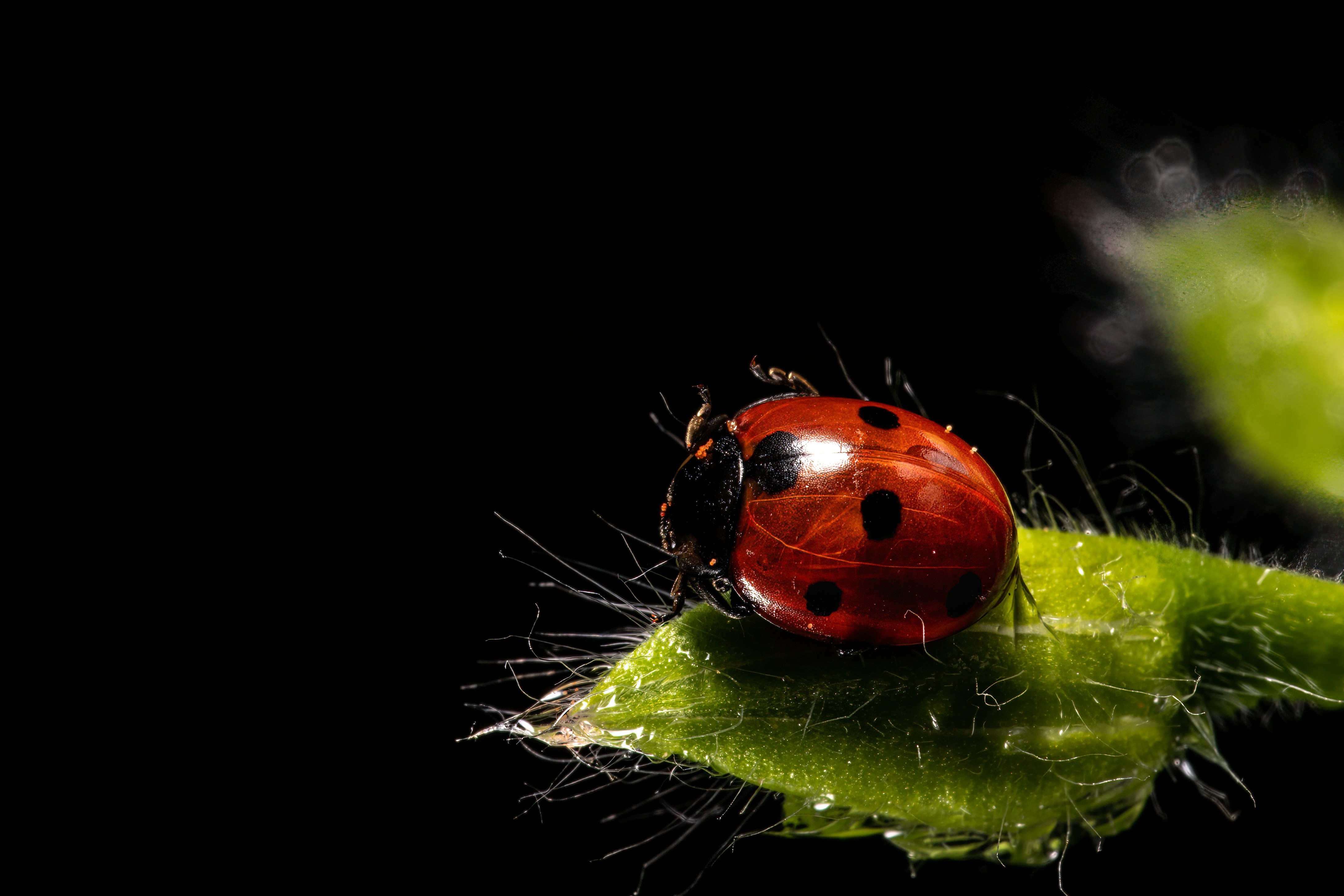A lady bug sitting on top of a green leaf photo – Free Nettuno Image on ...