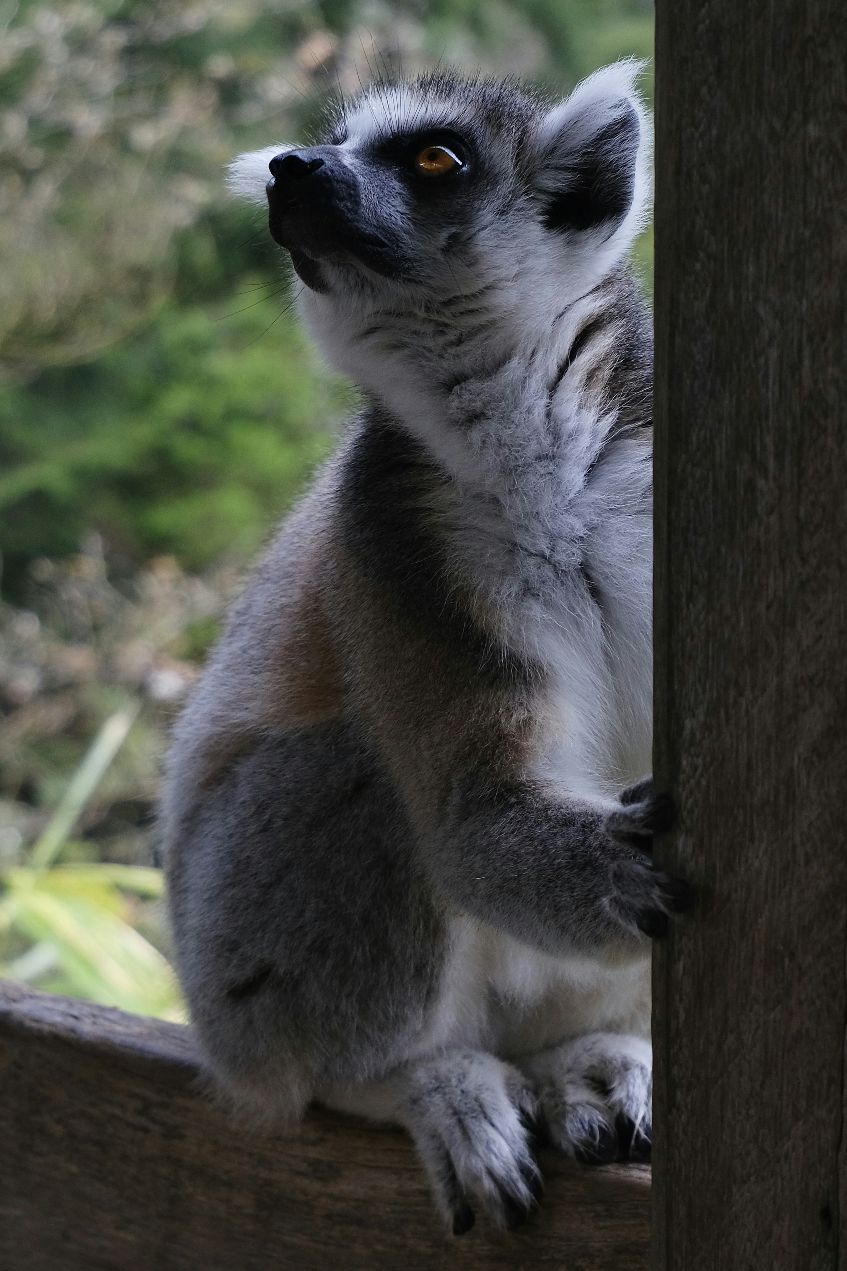 Curious Lemur Clings to a Weathered Post Under Dappled Green Light