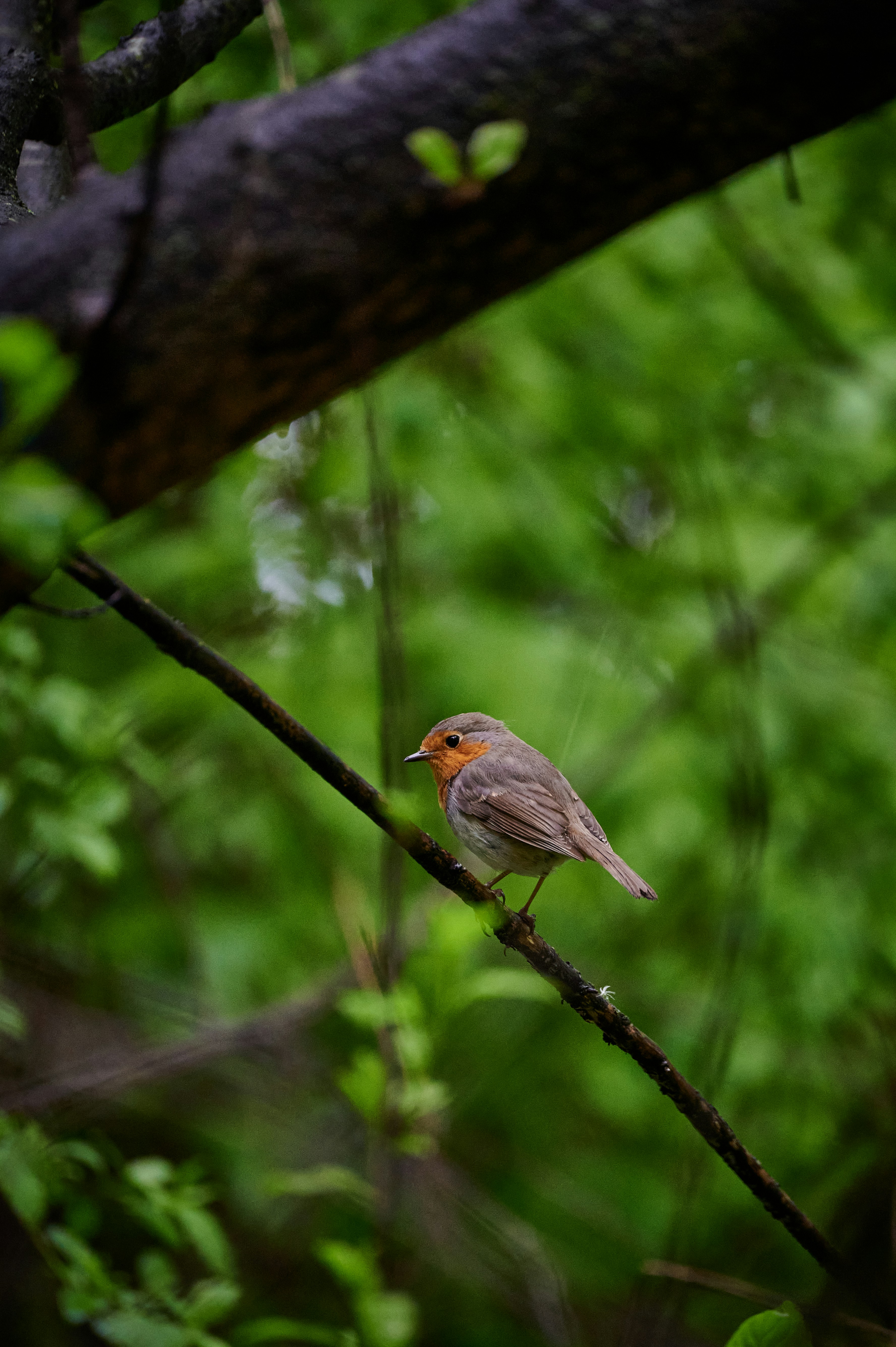 Emerald Quiet: A Small Bird Perched on a Slanted Branch