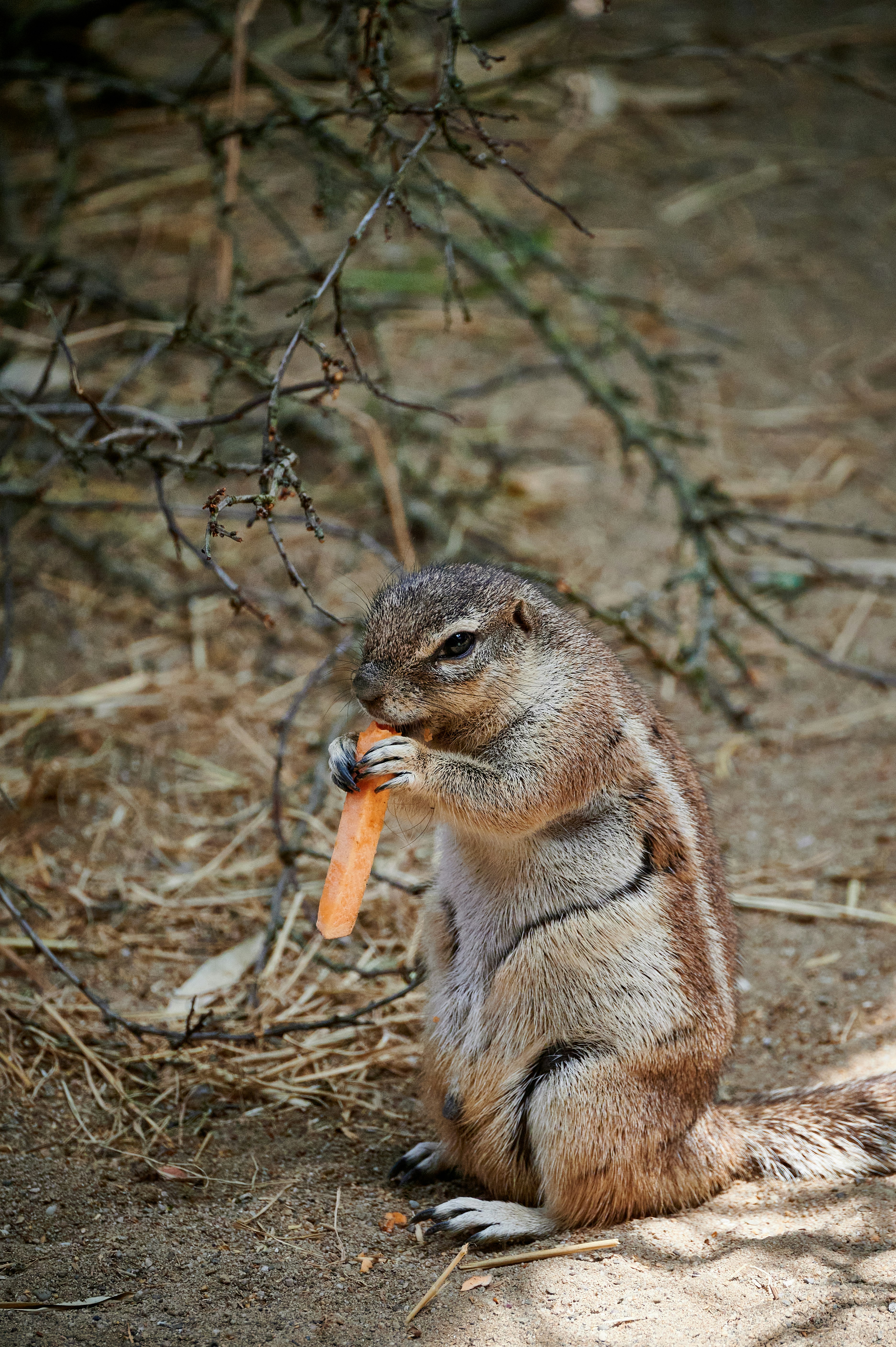 Carrot Break Under Thorny Canopy: A Ground Squirrel Nibbles a Snack