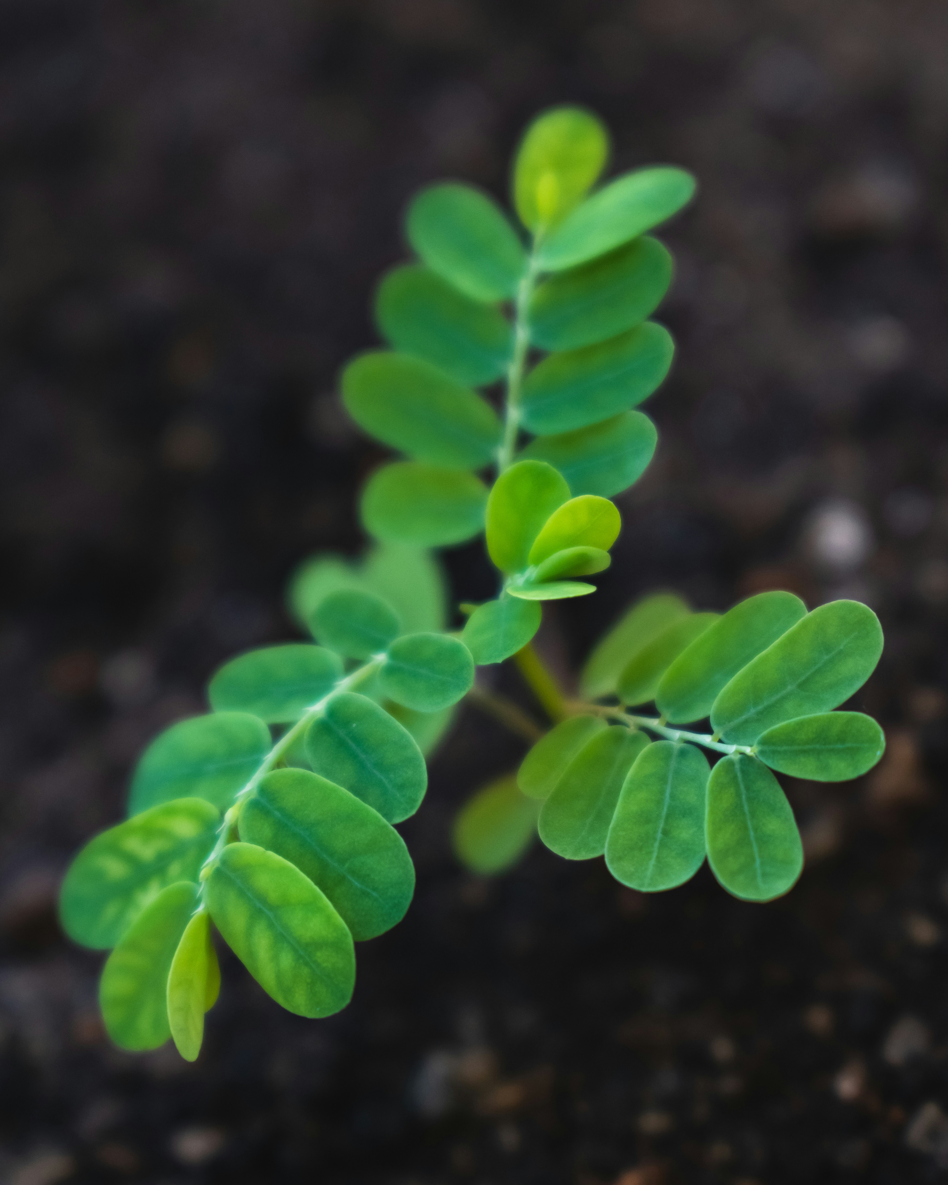 Micro Portrait of a Seedling: Fresh Green Compound Leaves Unfurling