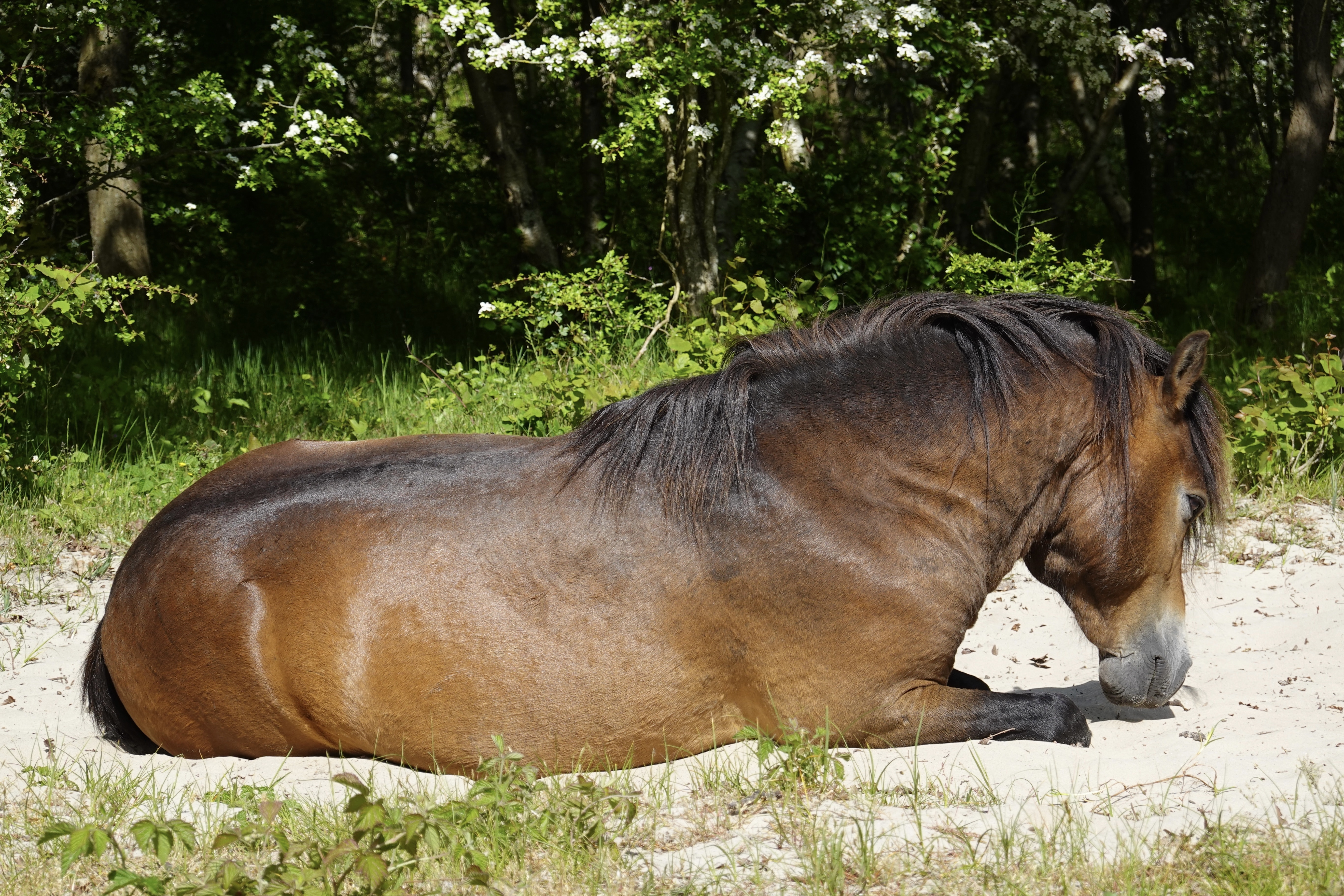 A brown horse laying on top of a sandy field photo – Free Stallion ...