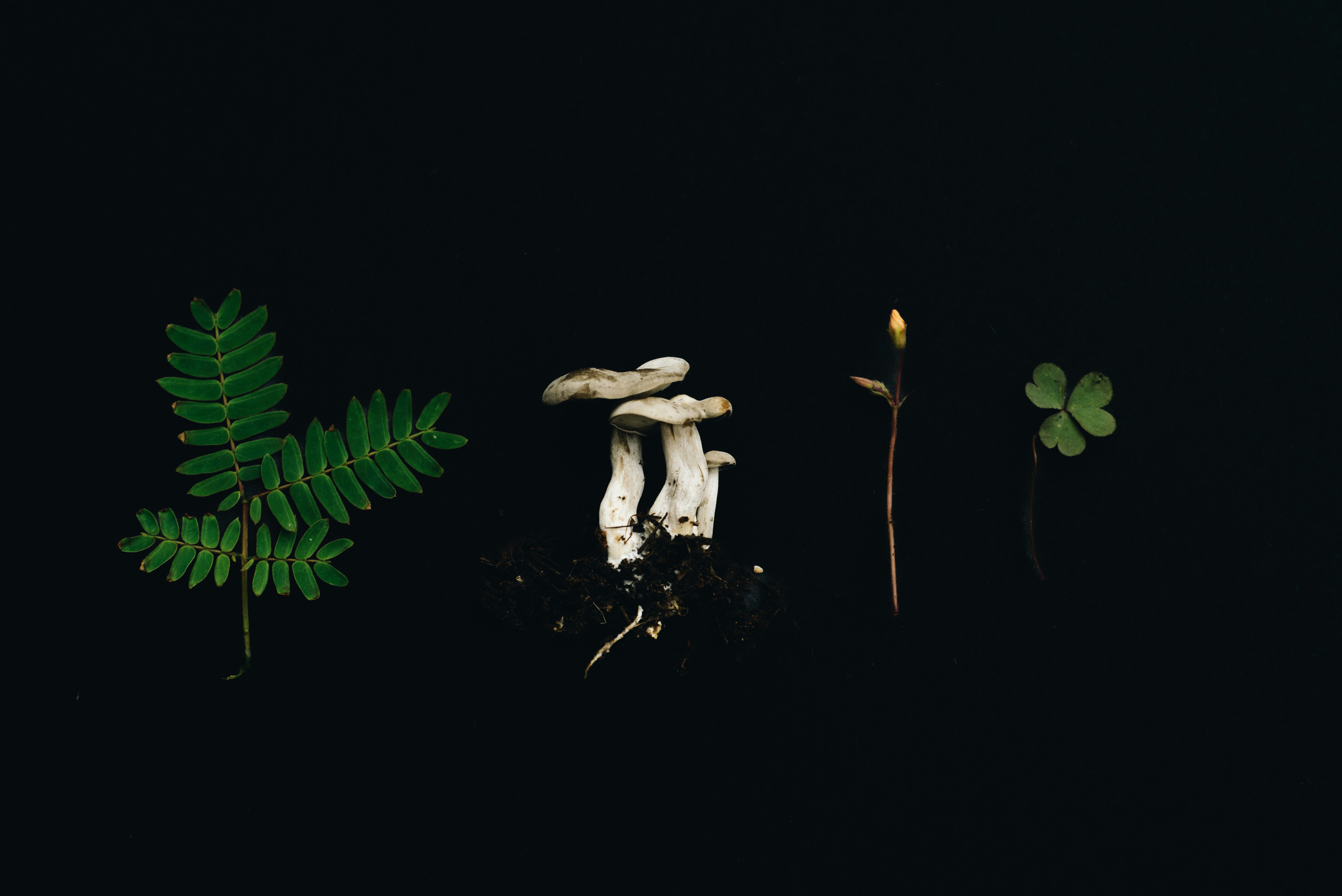 Midnight Microglade: Trio of Mushrooms Between Fern and Clover