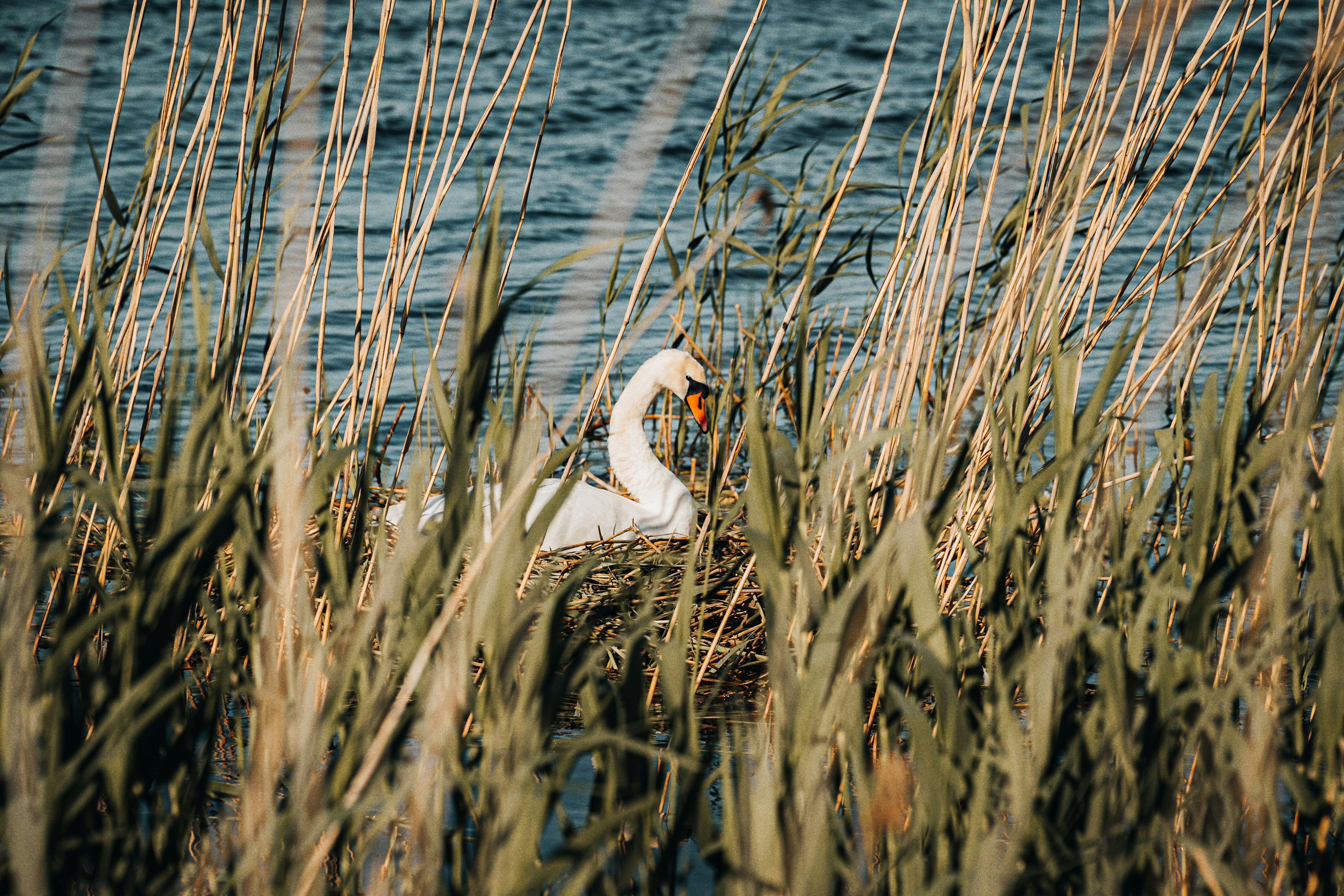 Hidden Swan: Quiet Nest Among Reeds by the Lakeside
