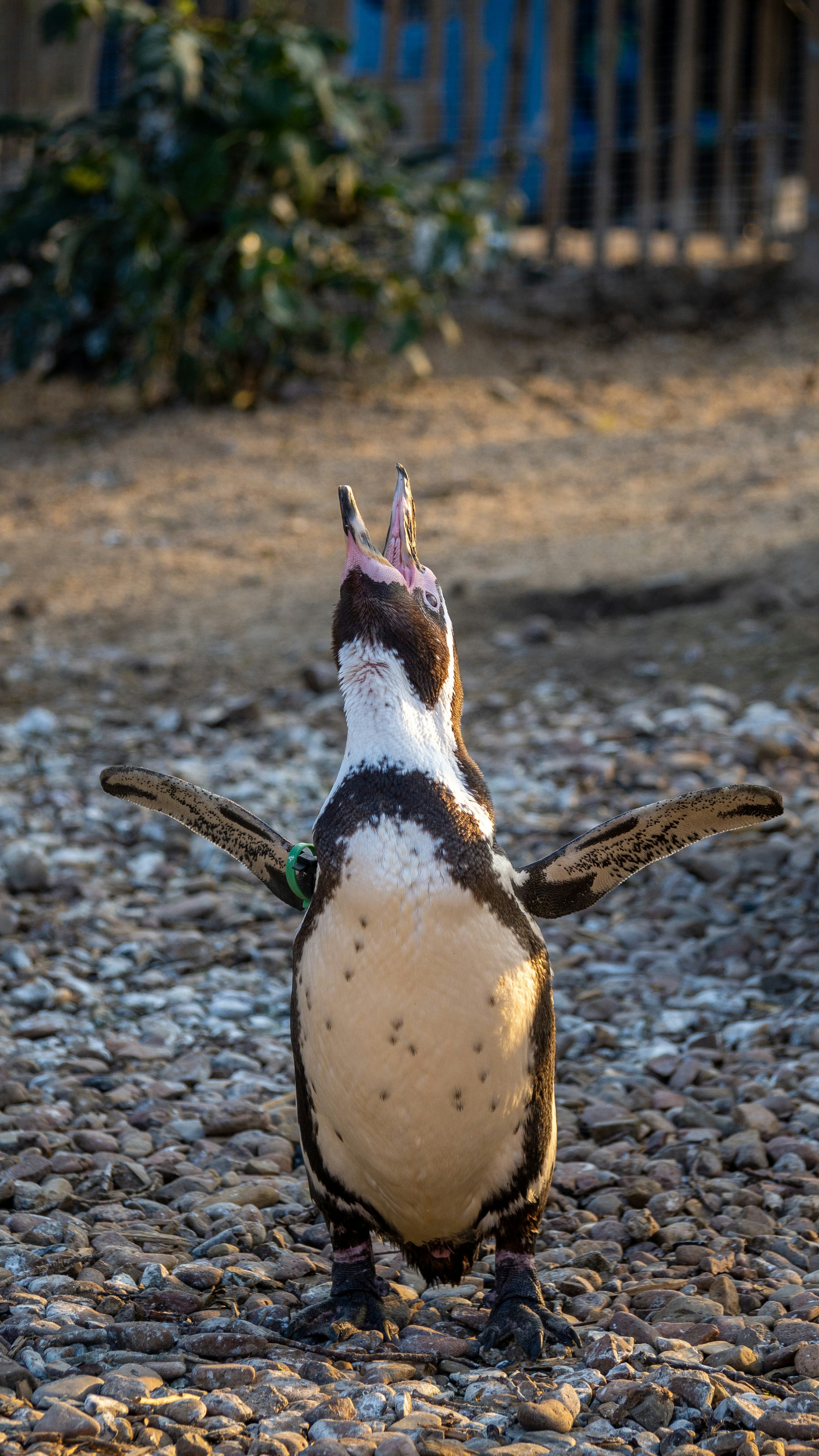 Bold penguin stands upright on a rocky shoreline, wings spread near a fence and greenery in the background.