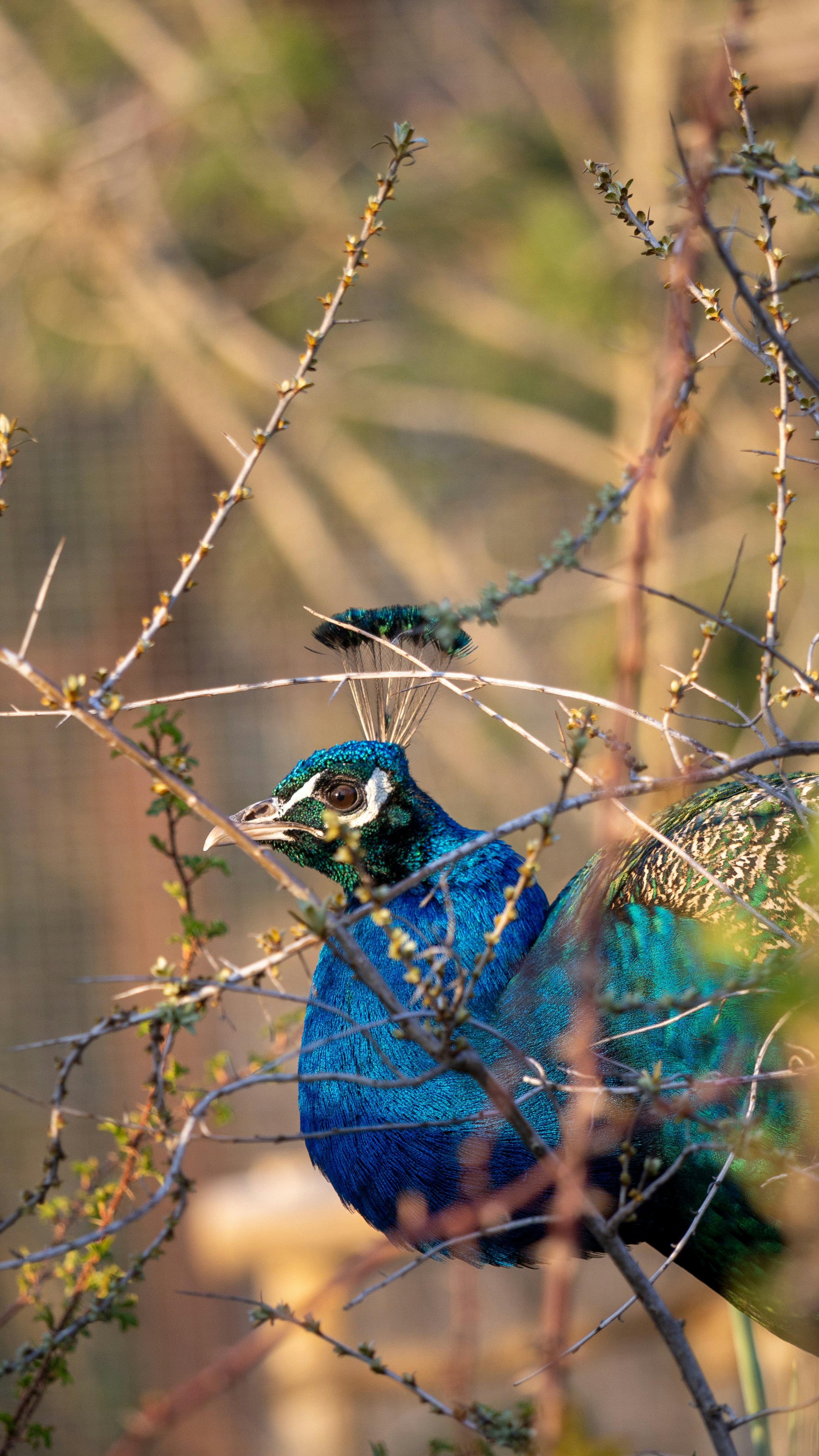 Azure Crest Amid Thorns: A Peacock's Quiet Gaze