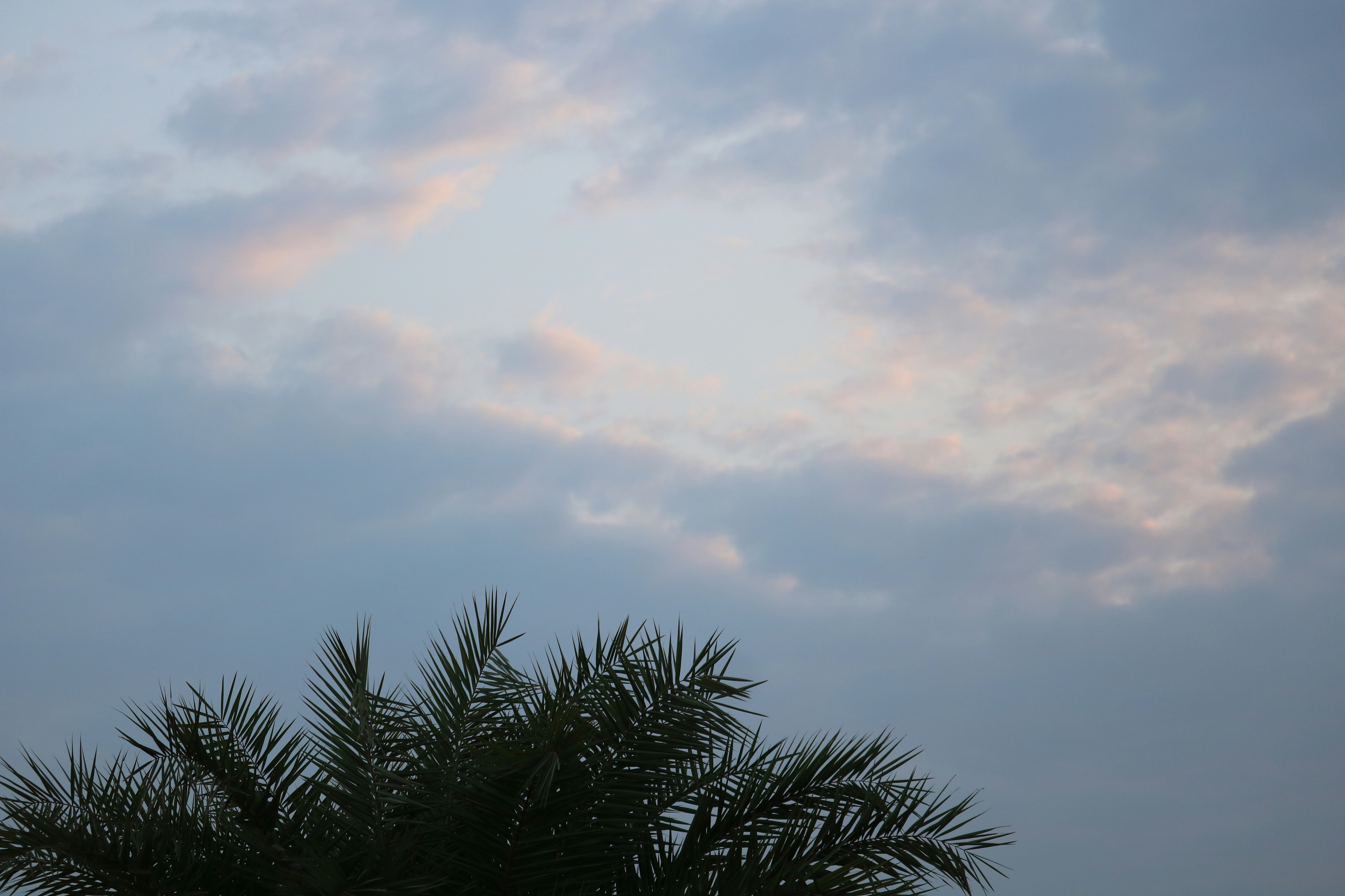 Palm Silhouette Beneath a Serene Sky