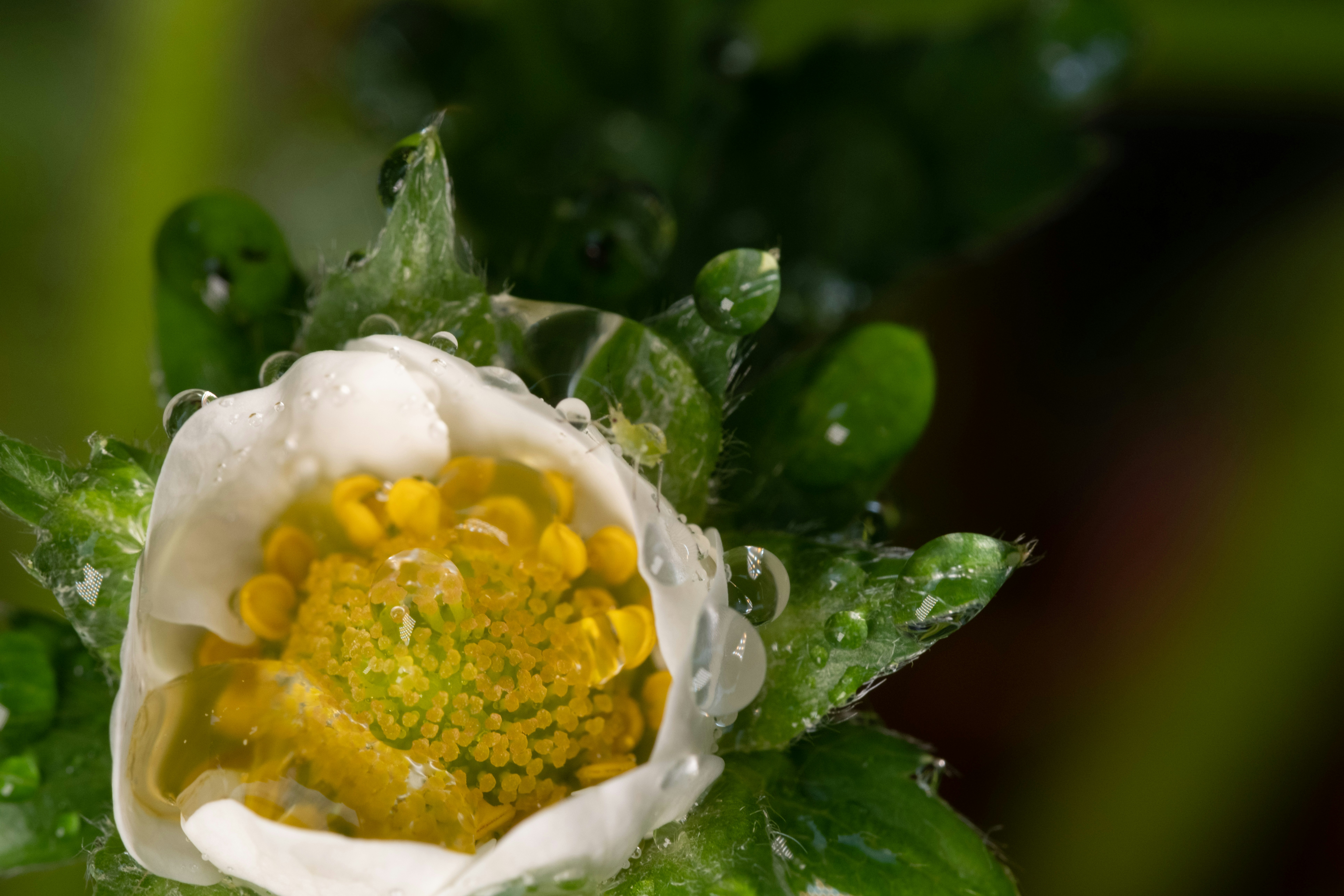 Dew-kissed blossom: a close-up of a white-yellow flower with droplets