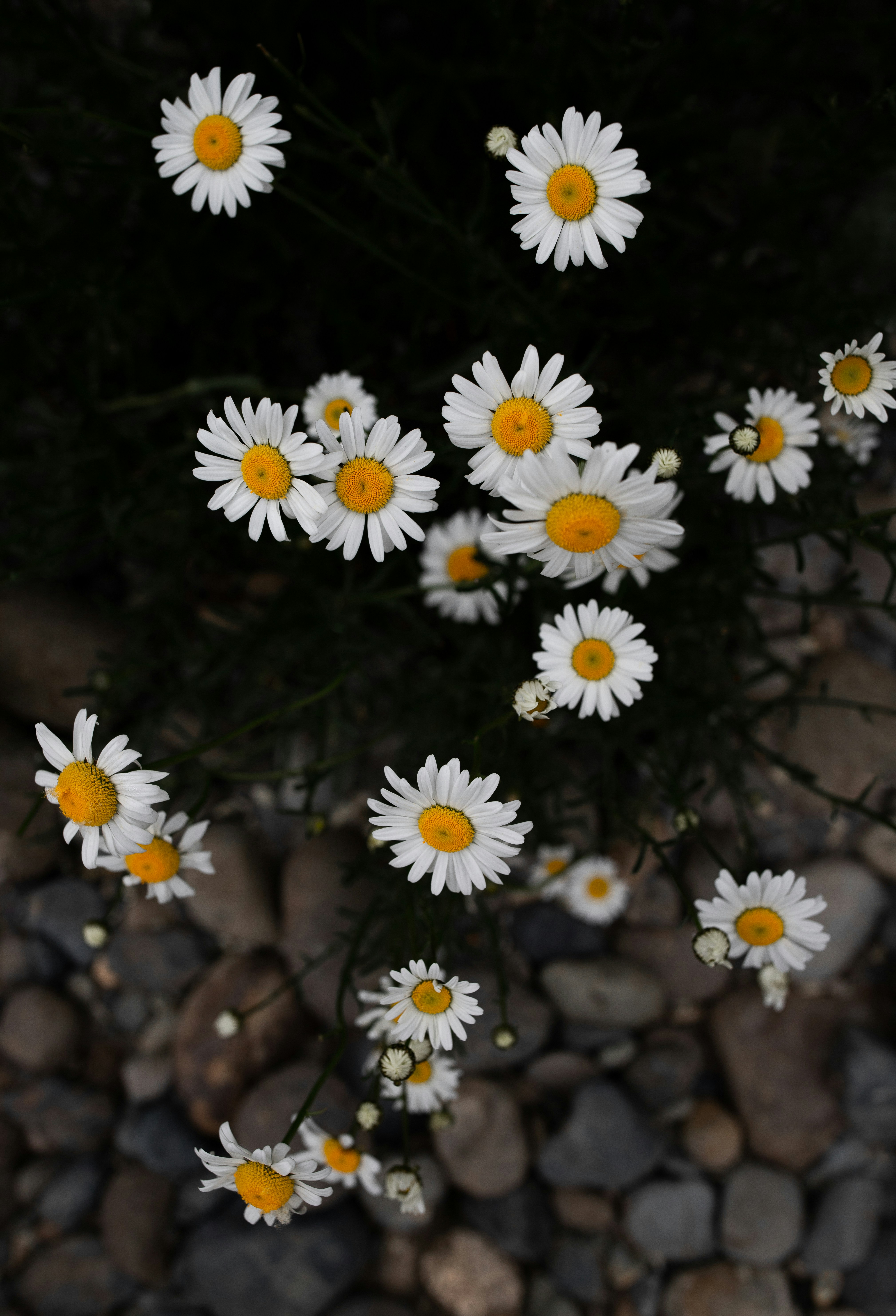 Photo by Mario Verduzco with Canon EOS 6D Mark II