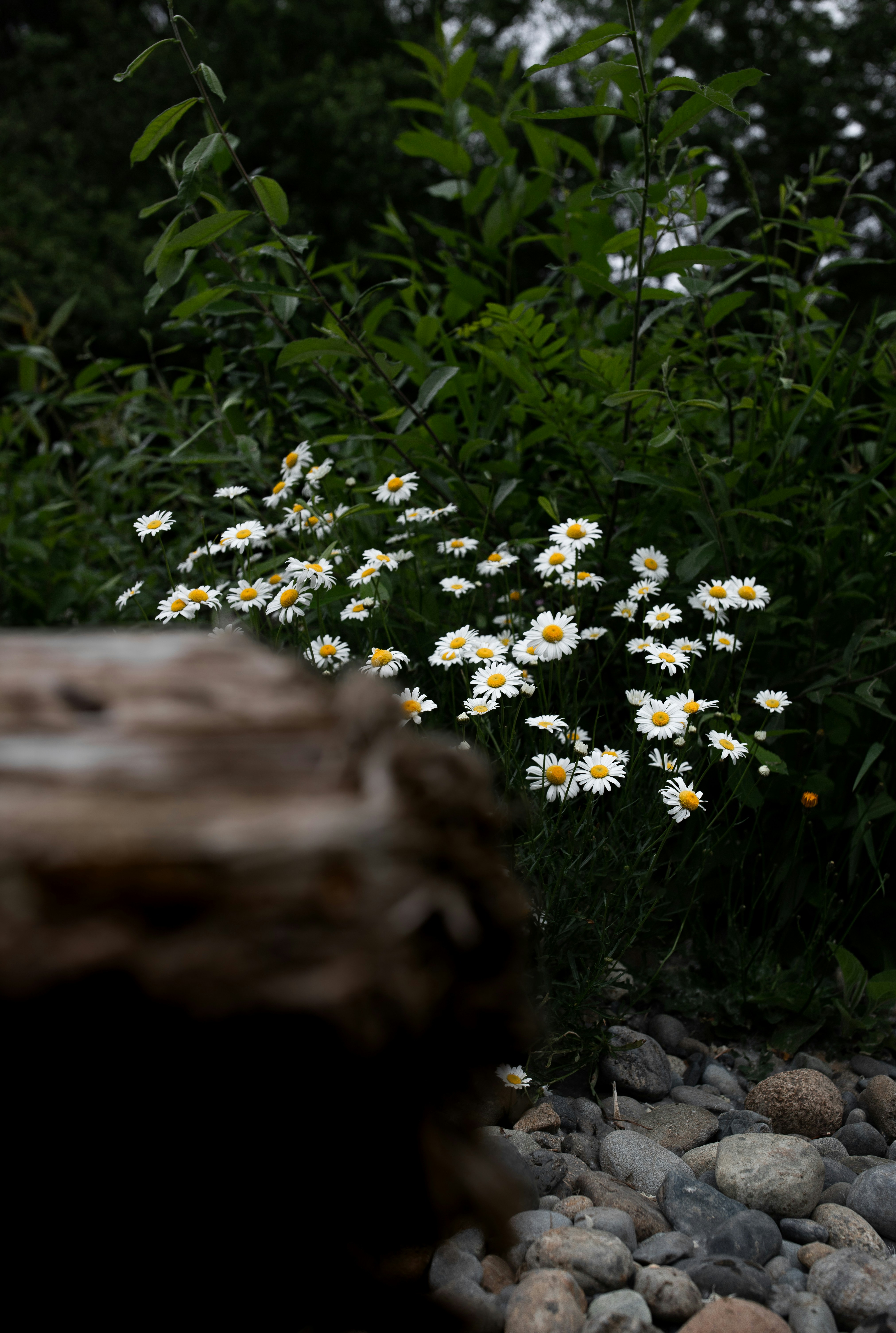 Daisies in Shadowed Border: Quiet Bloom by Pebbles