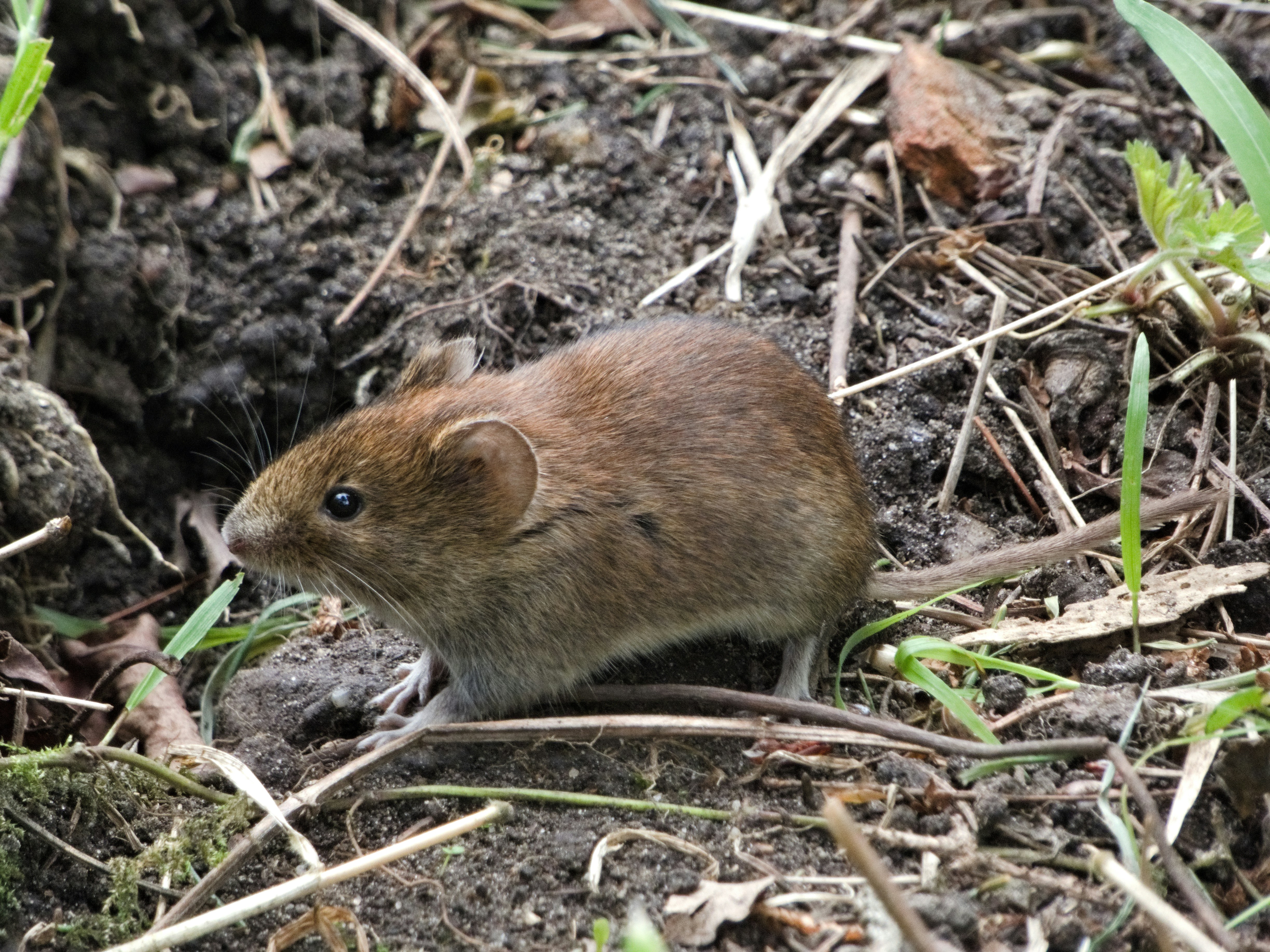 A small rodent standing in the dirt photo – Free Maus Image on Unsplash