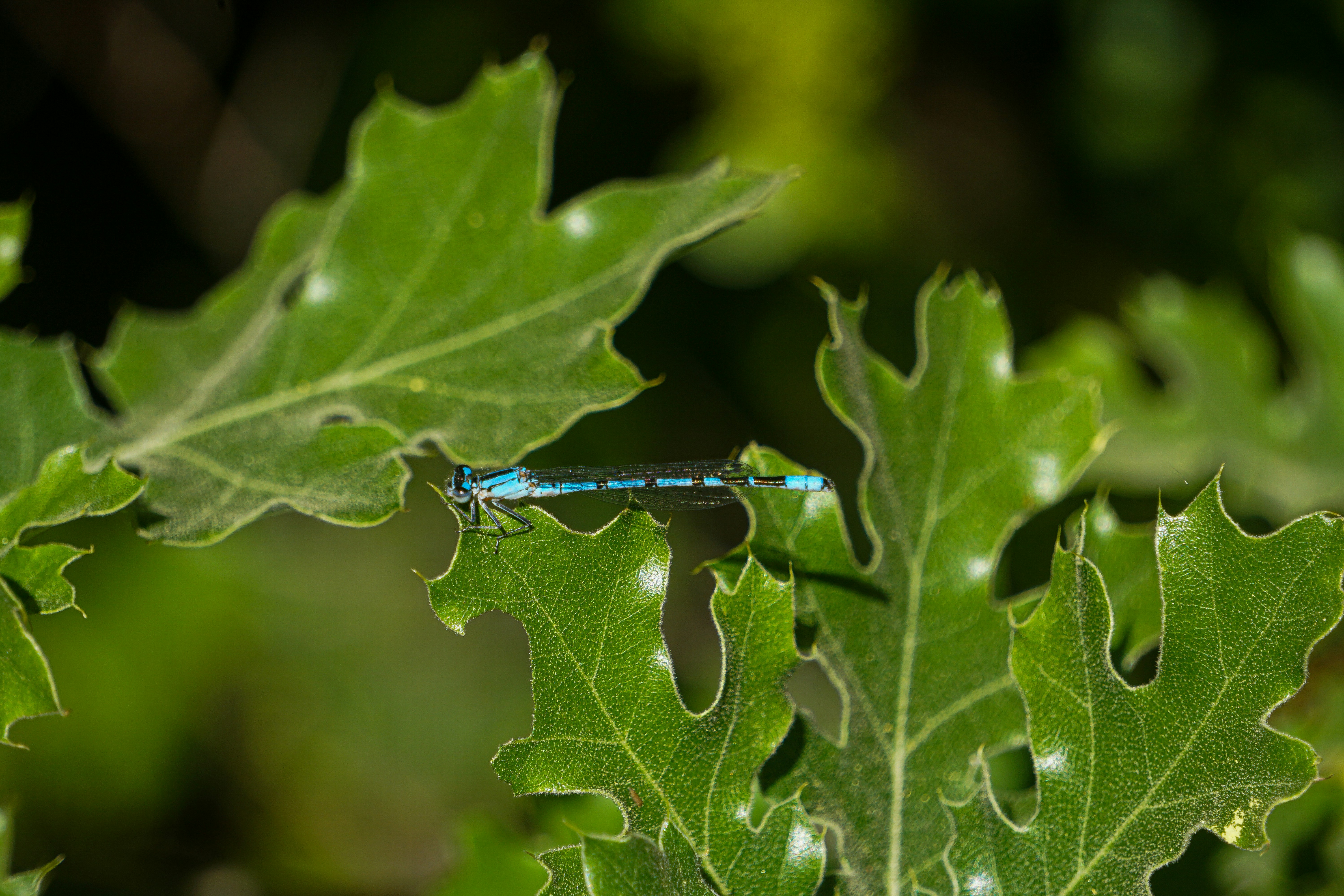 Foto Un insecto azul sentado encima de una hoja – Imagen Hoja gratis en ...