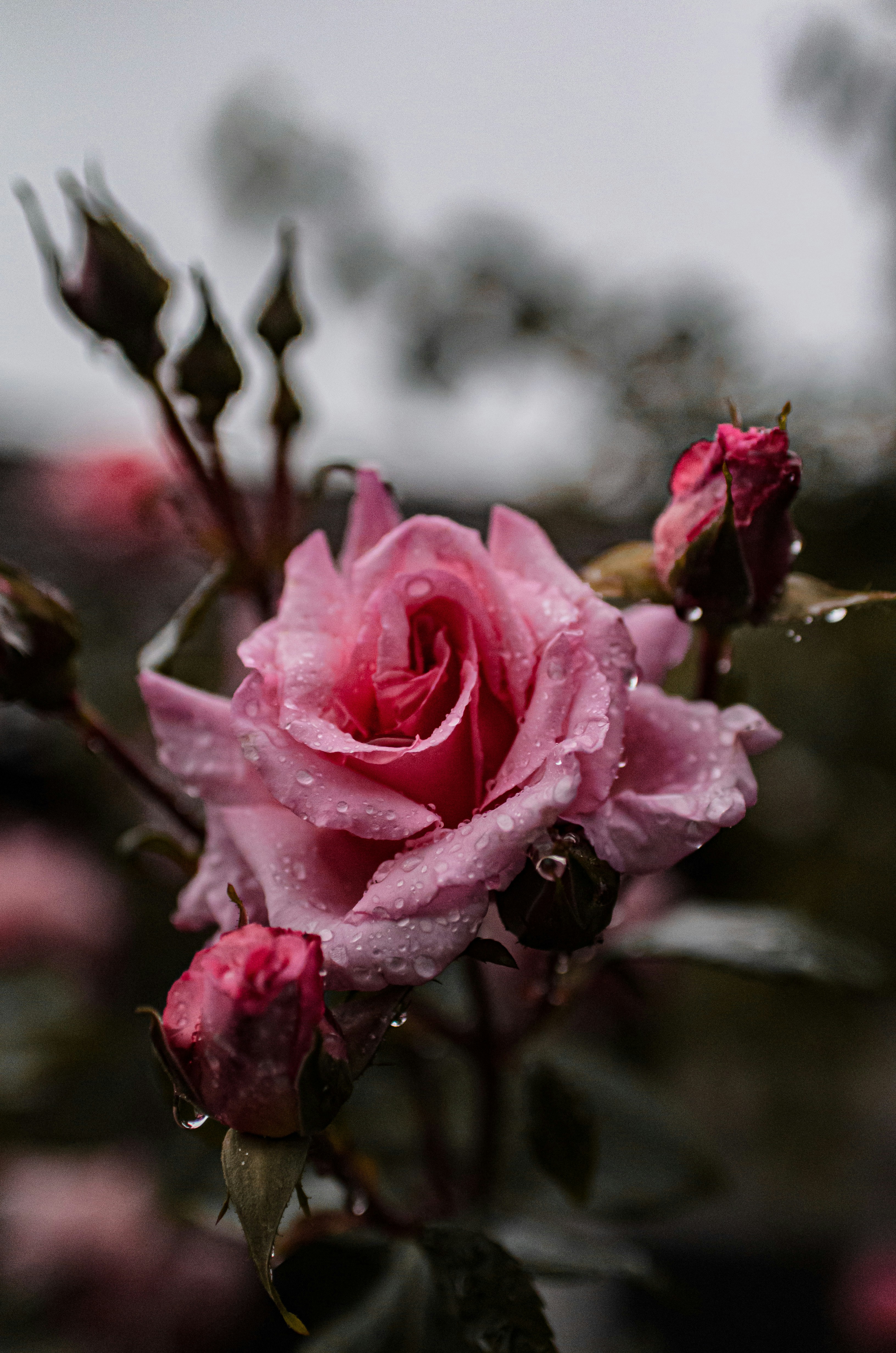 Water Drop On Pink Rose