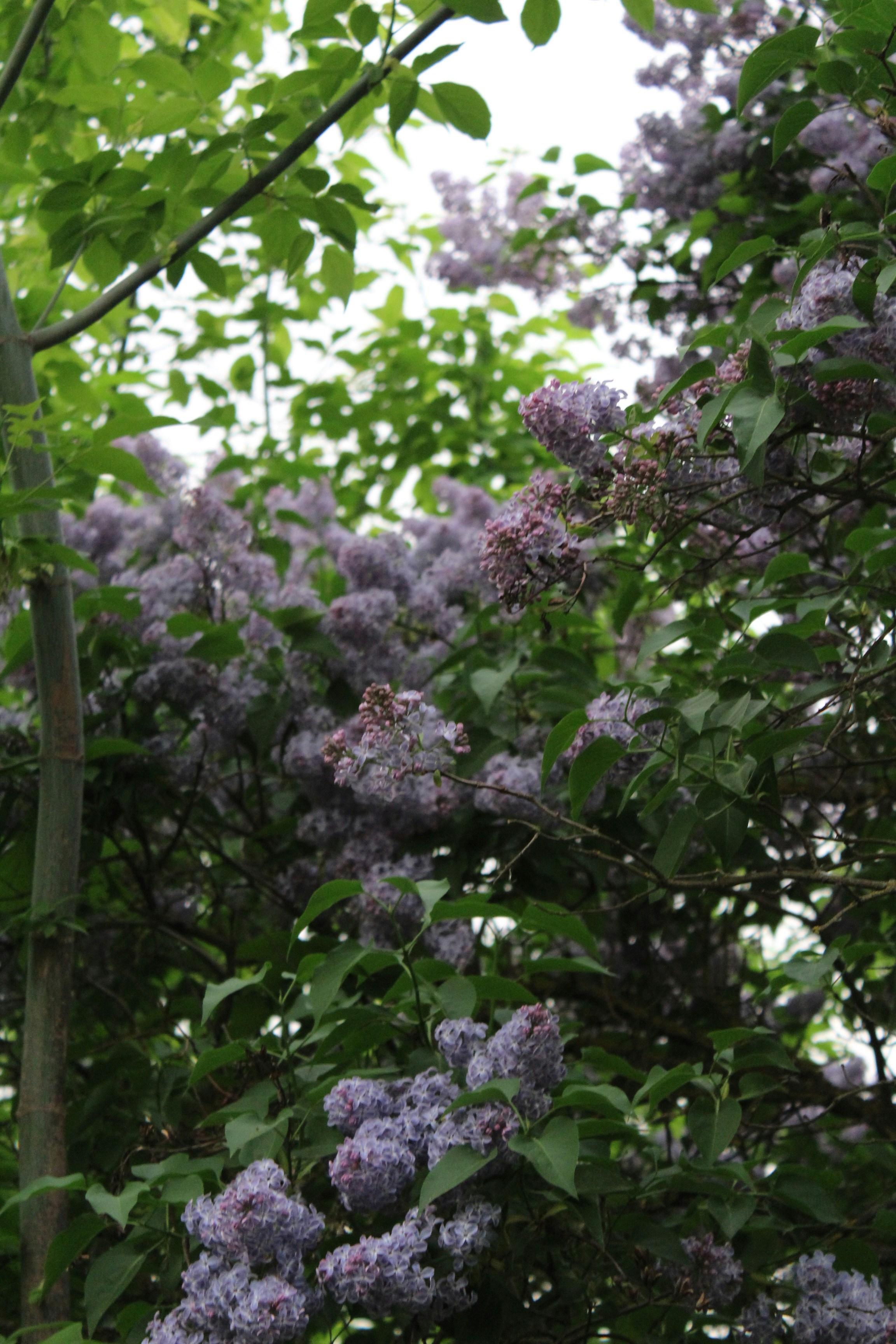 Lilac Canopy: Lavender Clusters Framed by Emerald Foliage