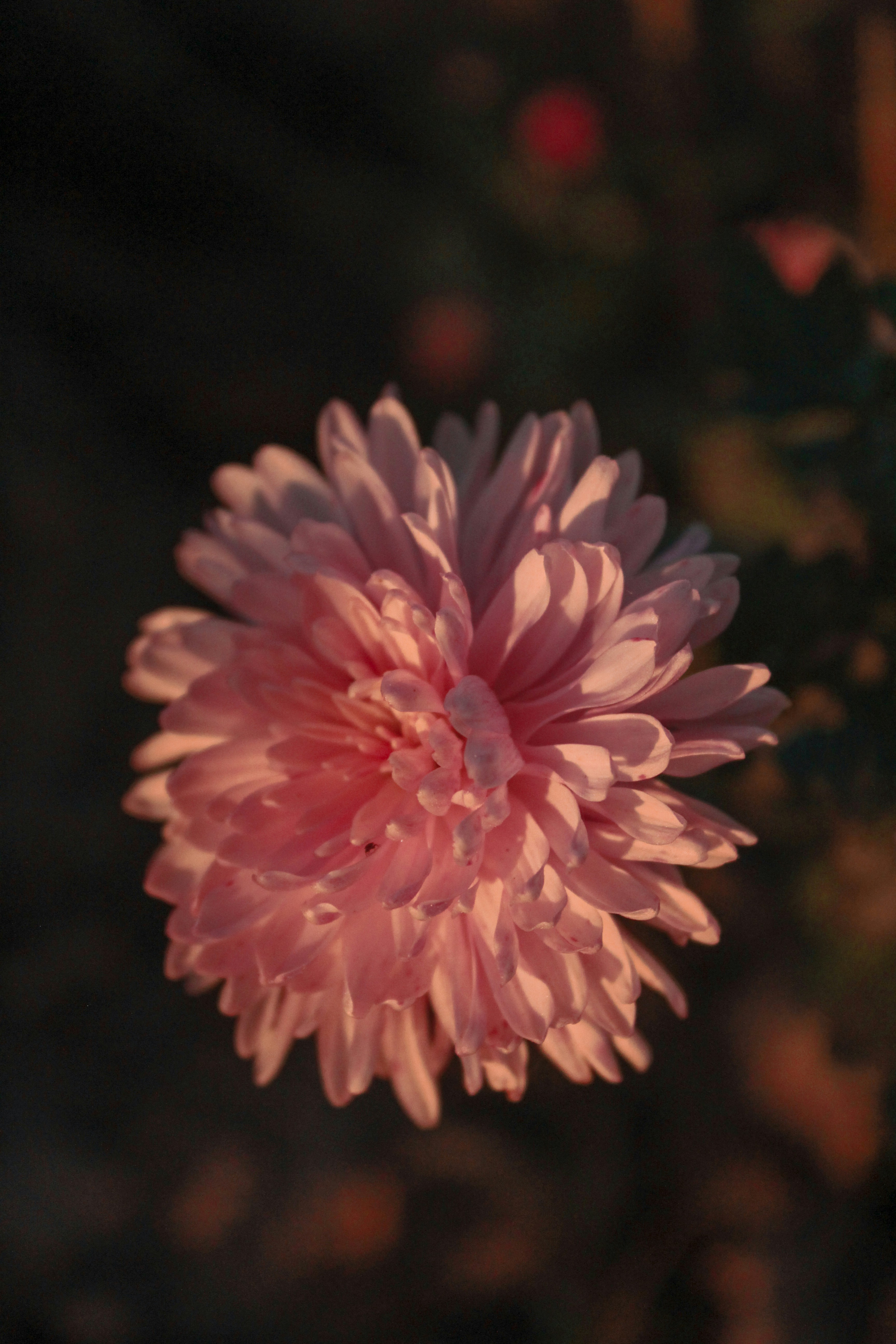 Dusk-Kissed Pink Chrysanthemum: Velvet Petals in Quiet Light