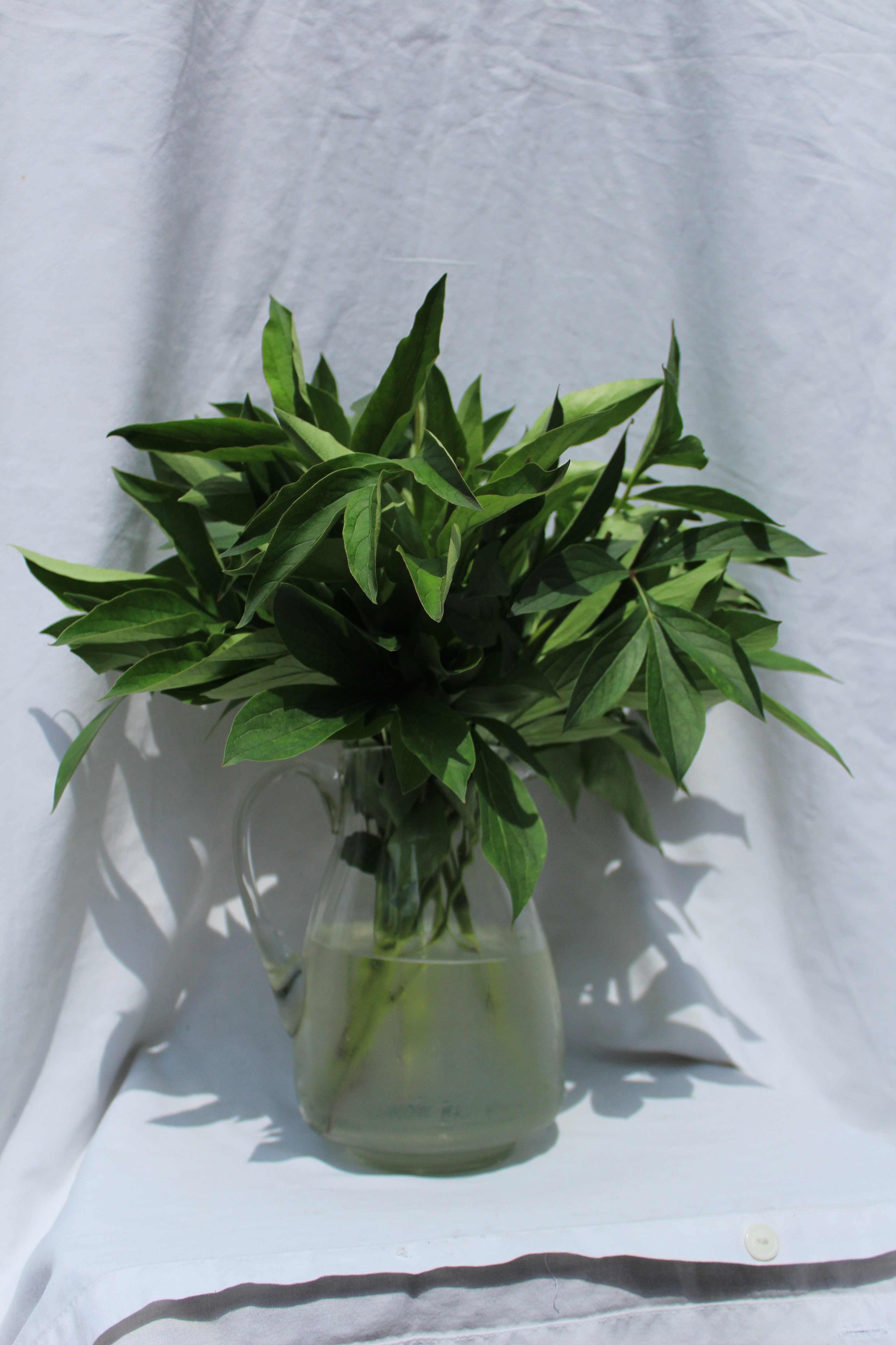 Green bouquet in a glass pitcher against a white backdrop