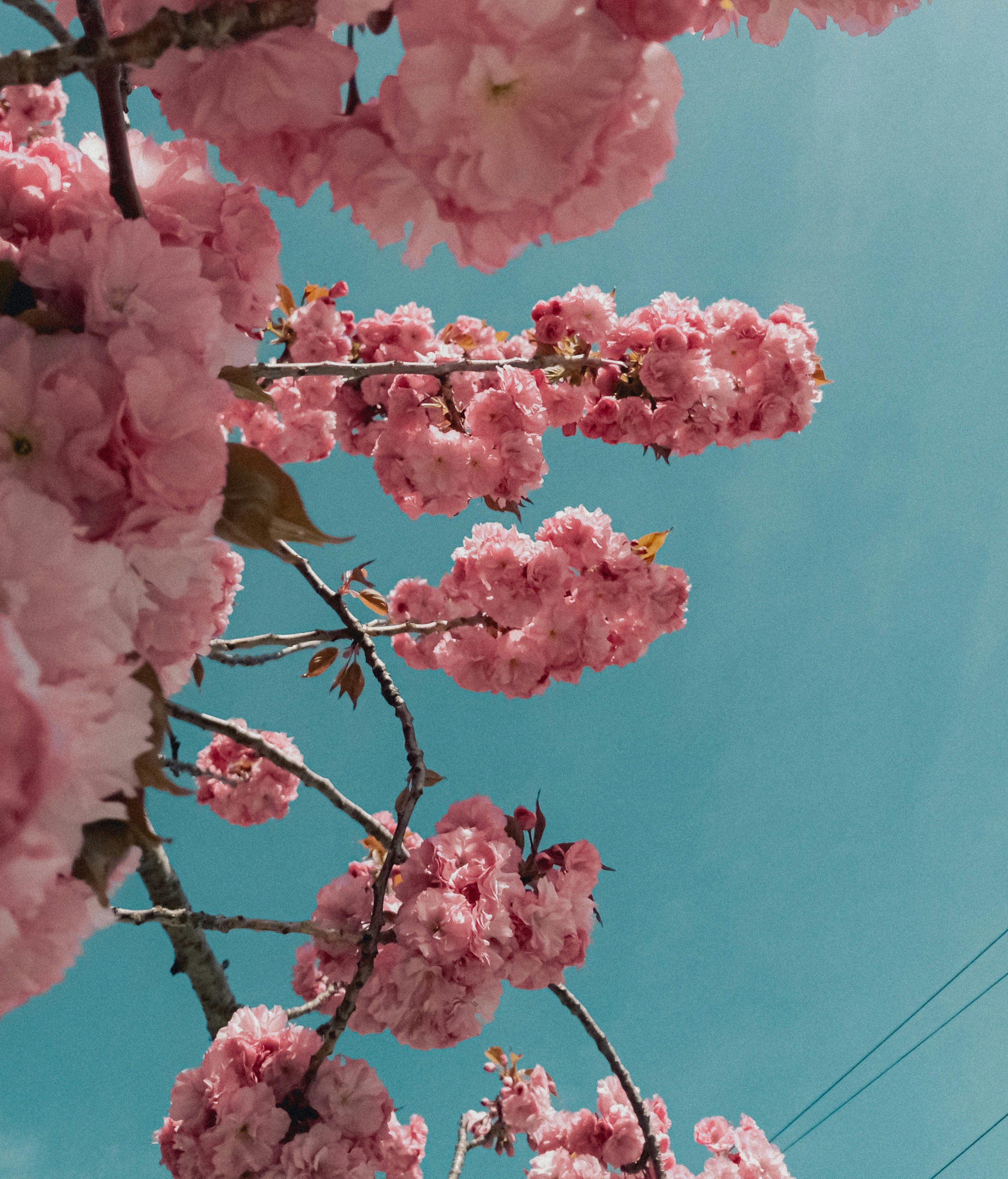Close-up photograph of pink cherry blossoms on twisting branches against a clear blue sky. The composition highlights delicate petals and strong color contrast.
