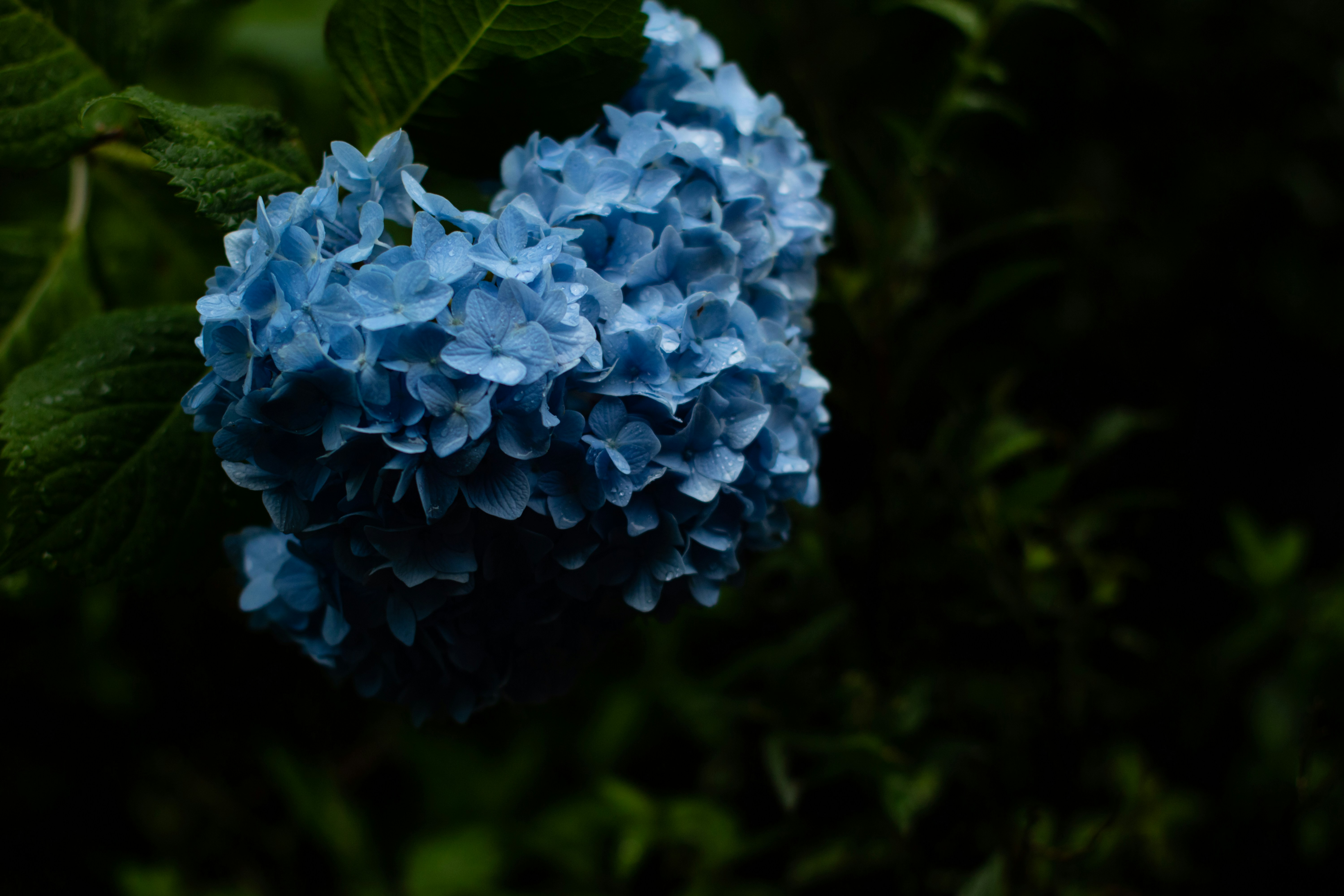 Velvet-Shadowed Blue Hydrangea Bloom