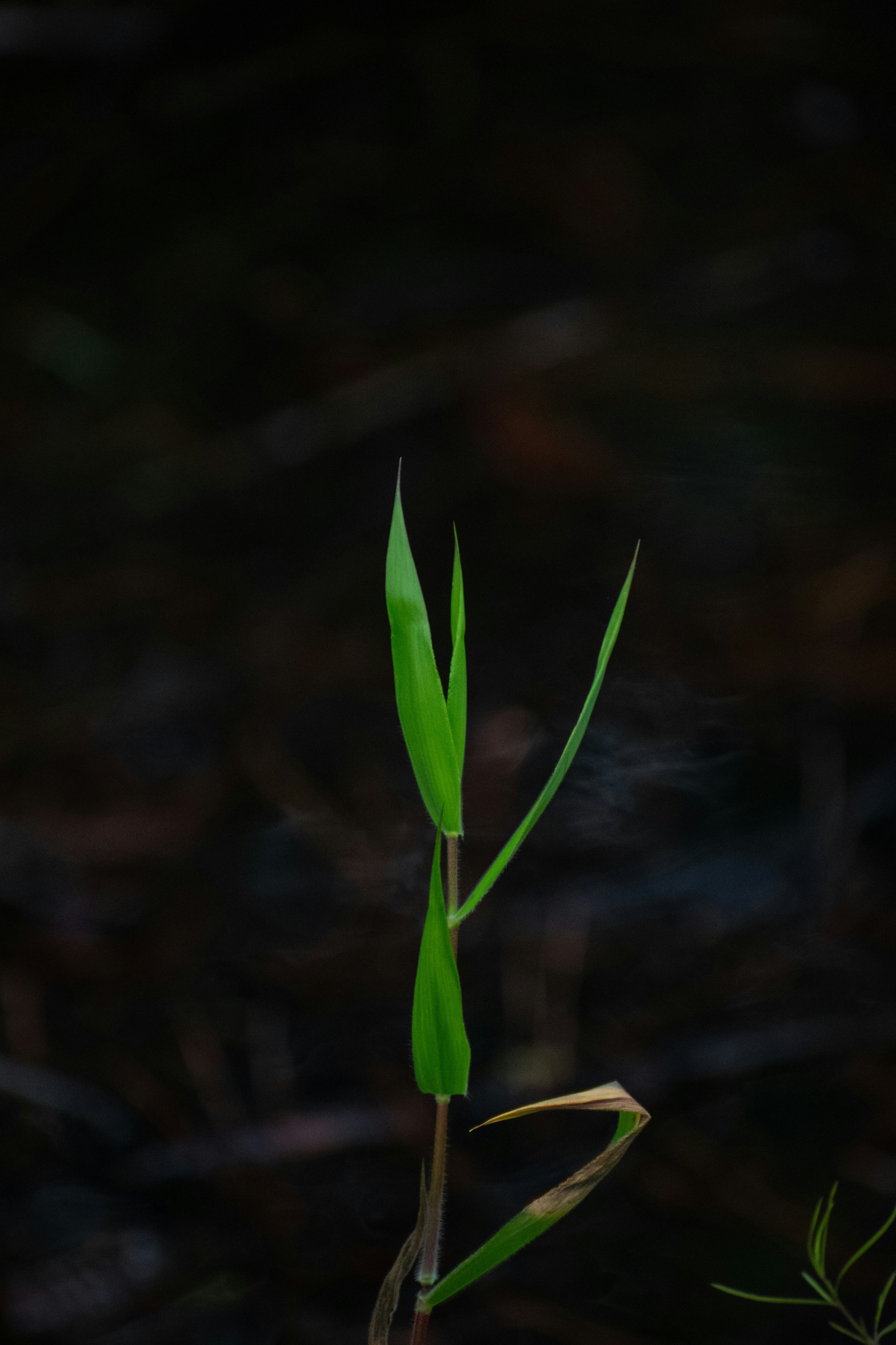 Emerald Needle Emerges from a Shadowed Ground
