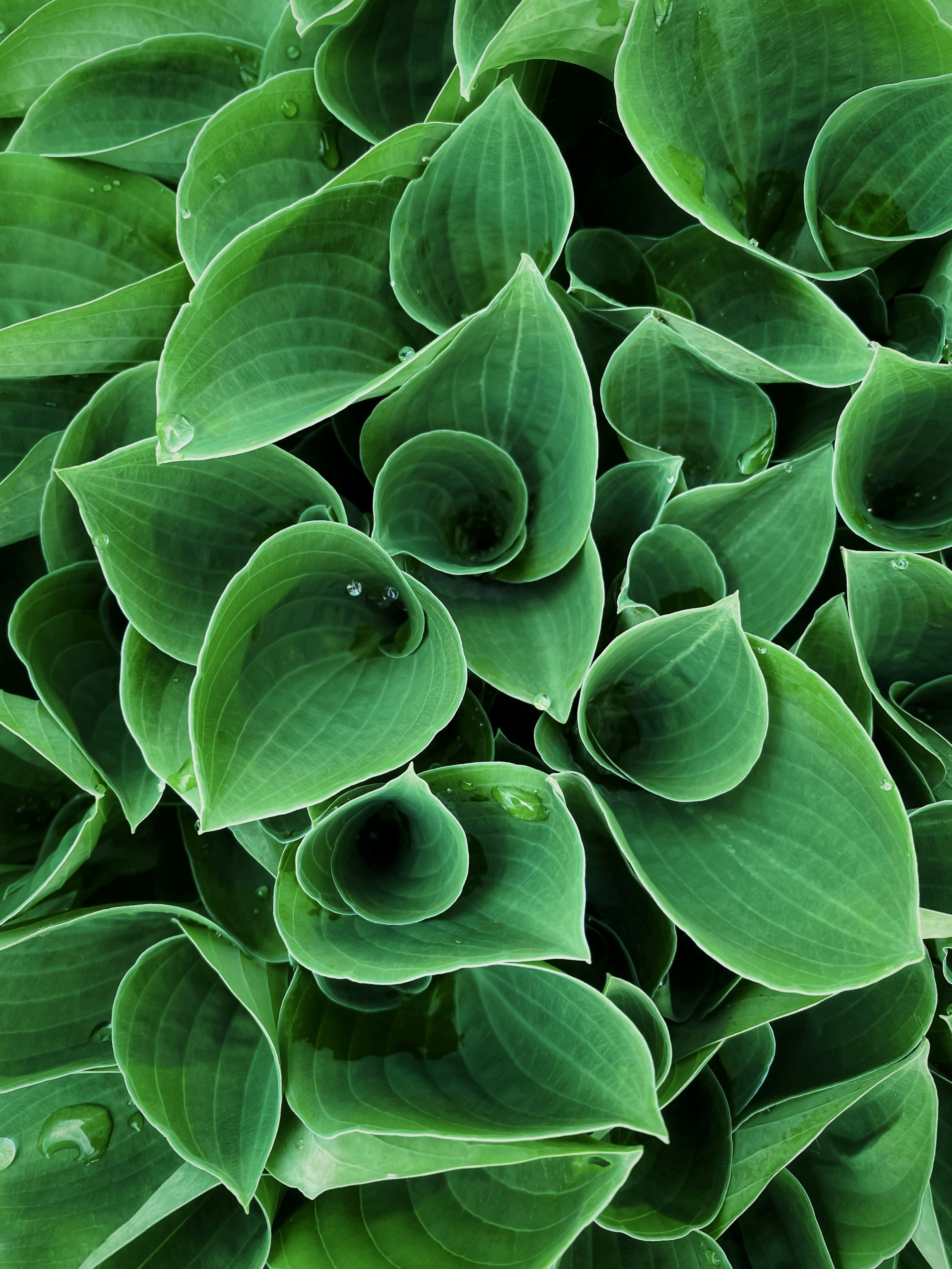 Emerald Helix: Close-up of overlapping hosta leaves curling into green spirals