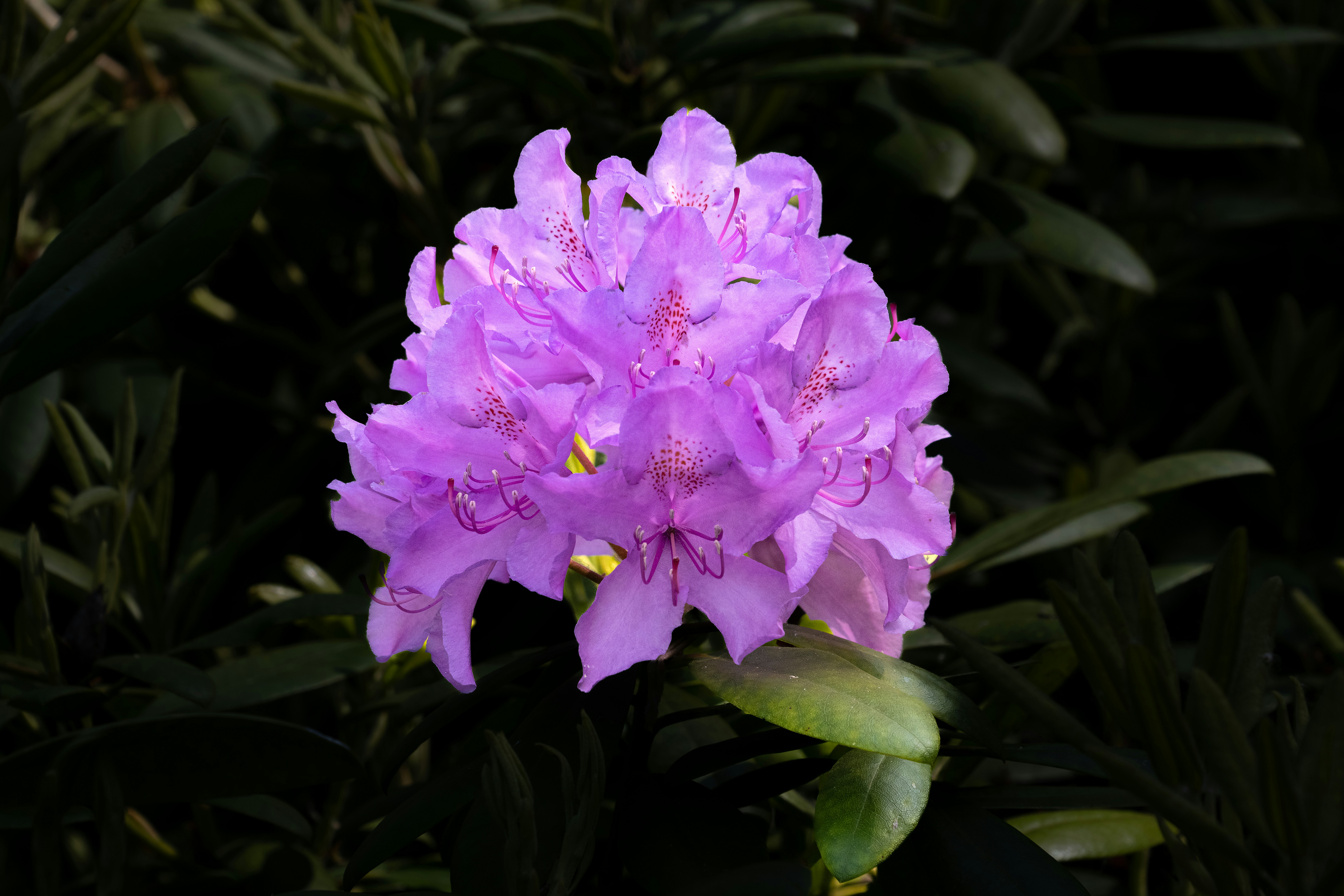 Central Bloom: A vibrant pink rhododendron in soft shadow